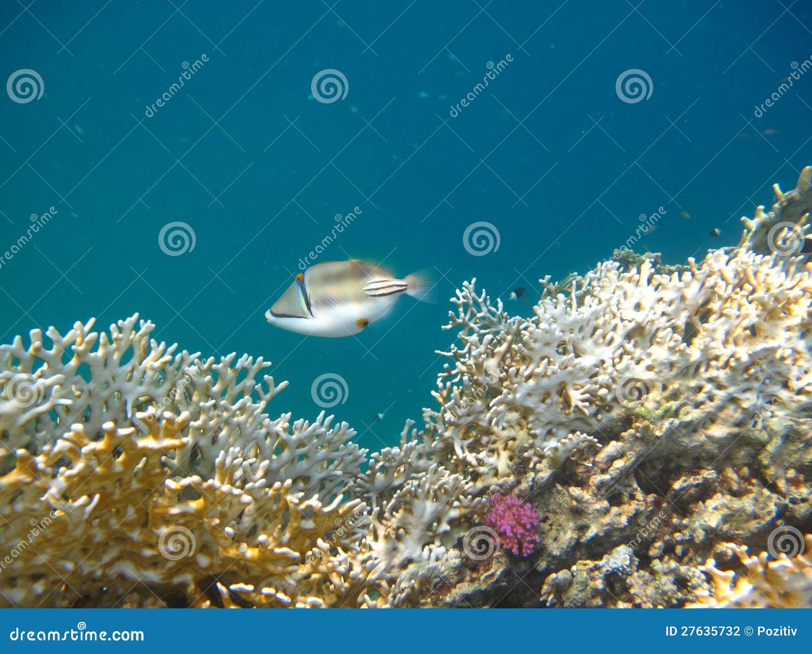 The Grey Fish stock photo. Image of marine, life, blue - 27635732