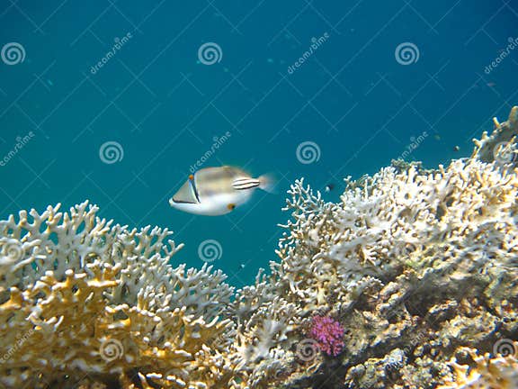 The Grey Fish stock photo. Image of marine, life, blue - 27635732