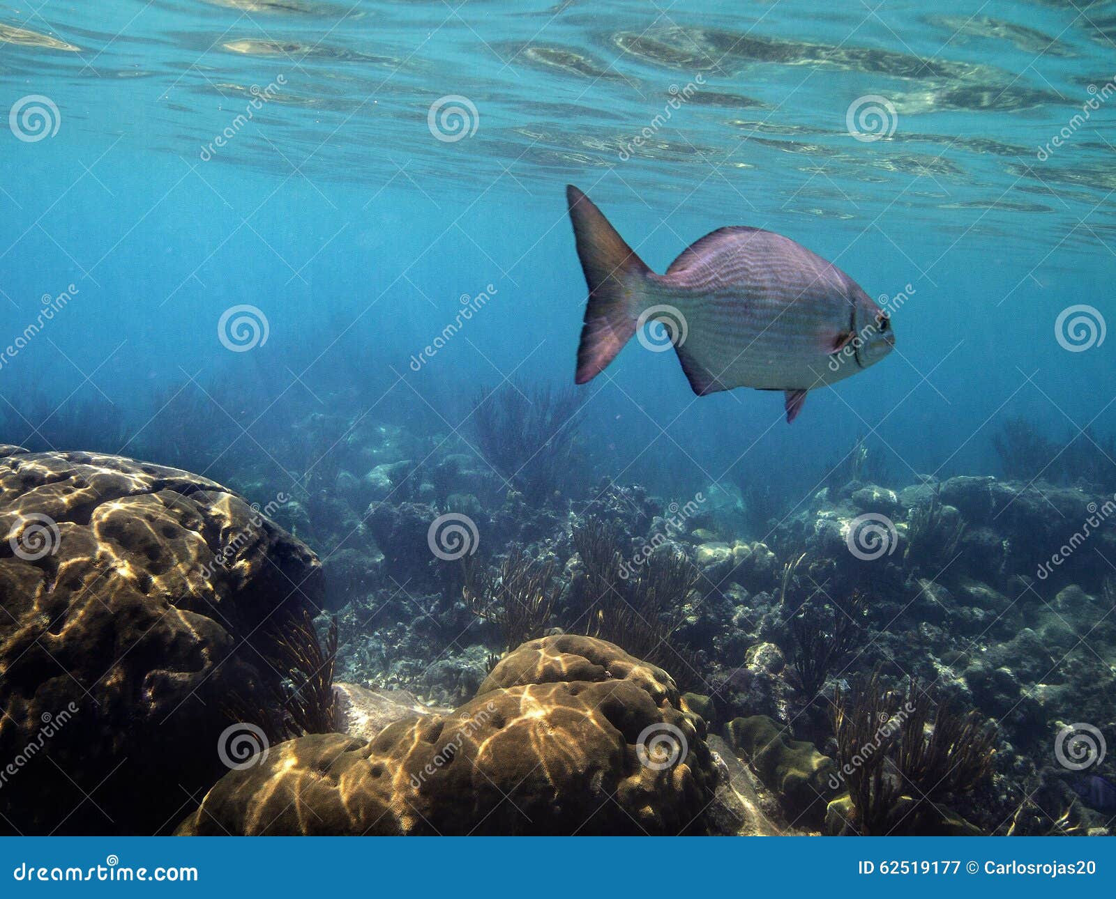Grey fish stock image. Image of fish, reef, horizontal - 62519177
