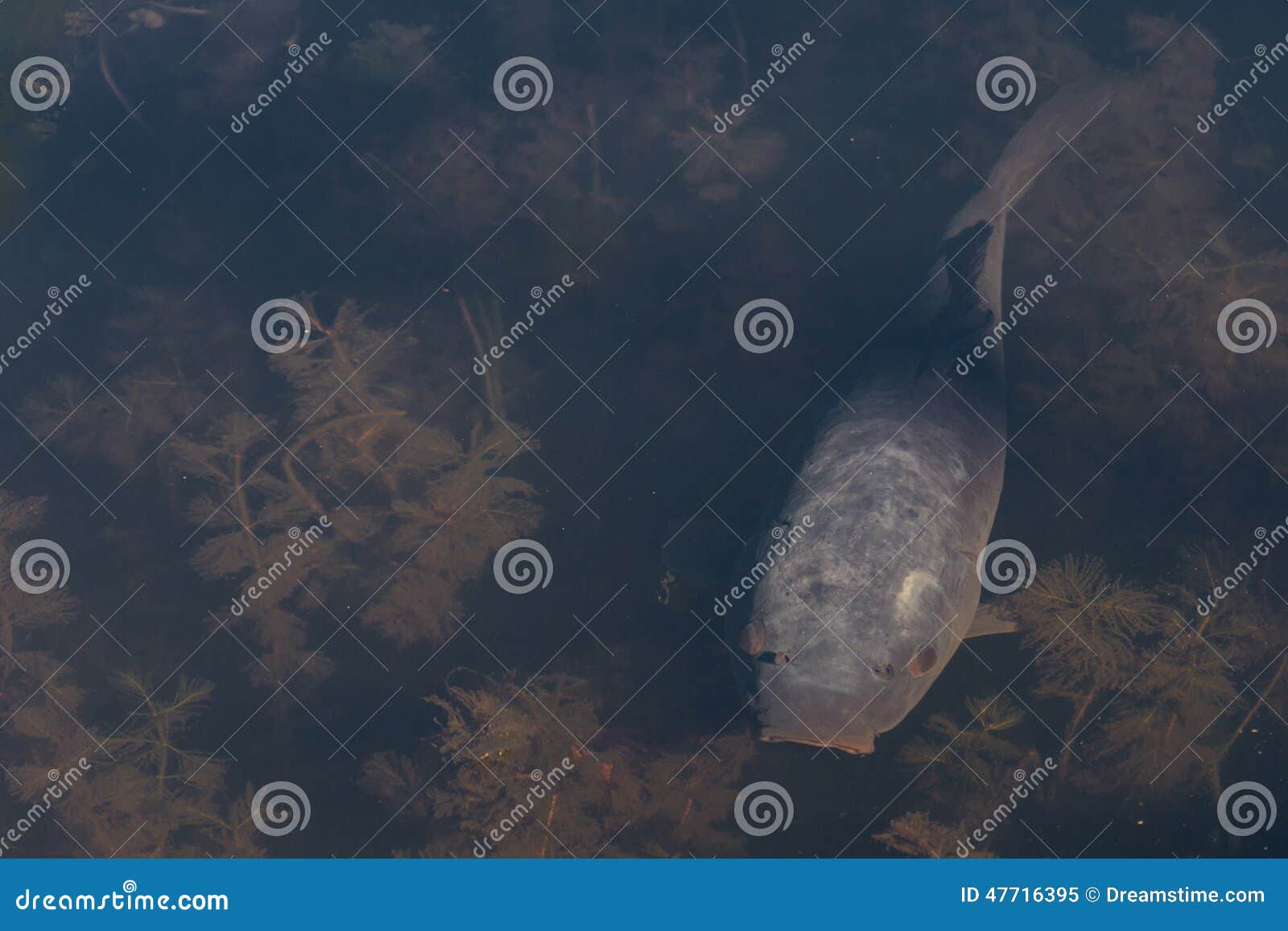 Grey Fish stock image. Image of goldfish, garden, fish - 47716395