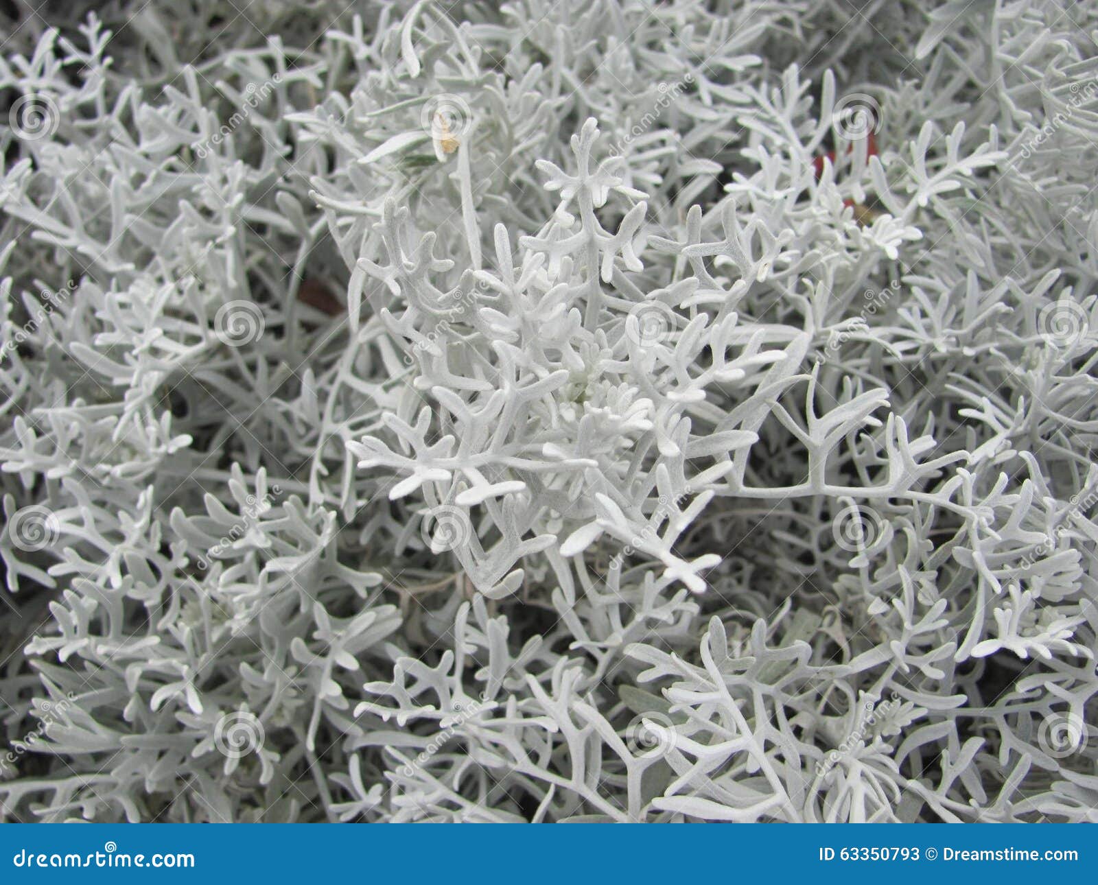 Grey Flower Bush stock image. Image of flowery, grey - 63350793