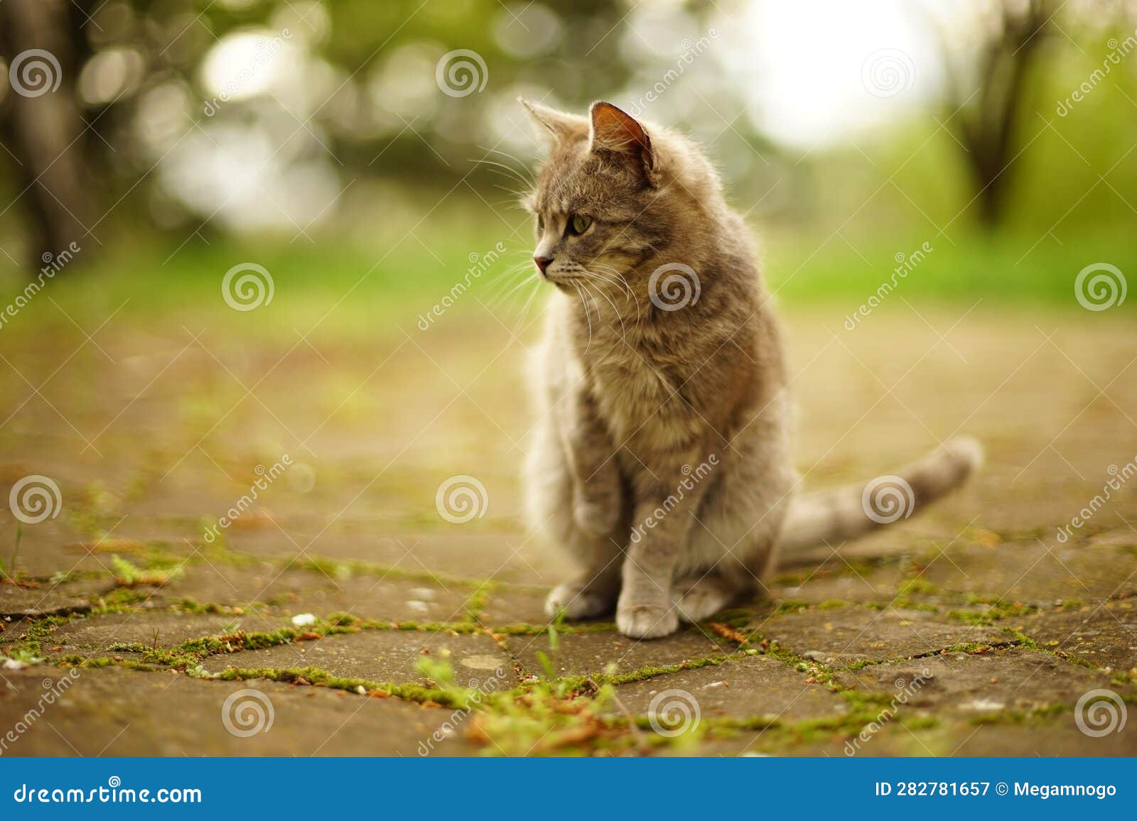 Grey Fluffy Cat Rest in Summer Garden Stock Image - Image of mammal ...