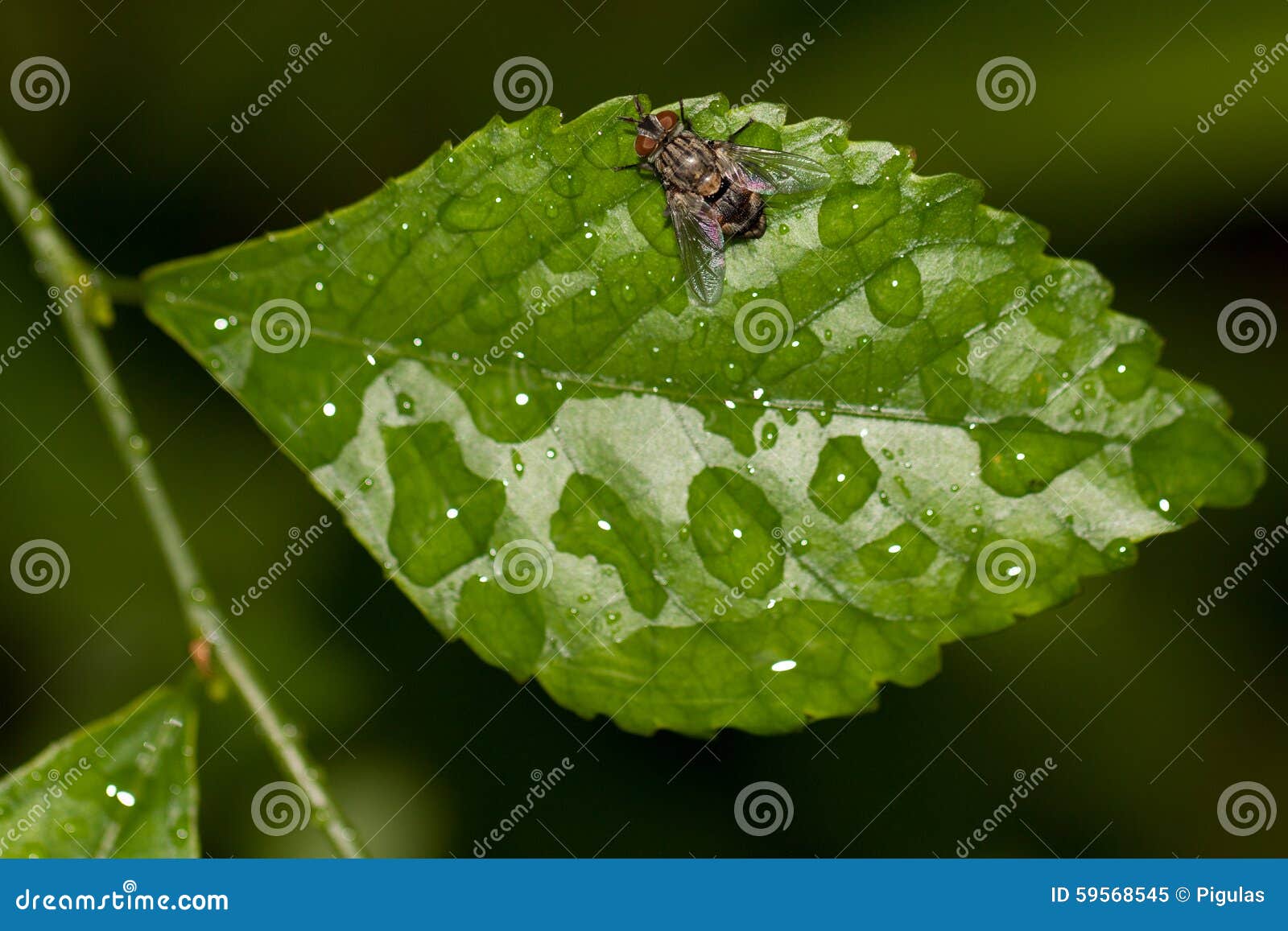 Grey Fly on a Leaf, Top View Stock Image - Image of animals, hairy ...