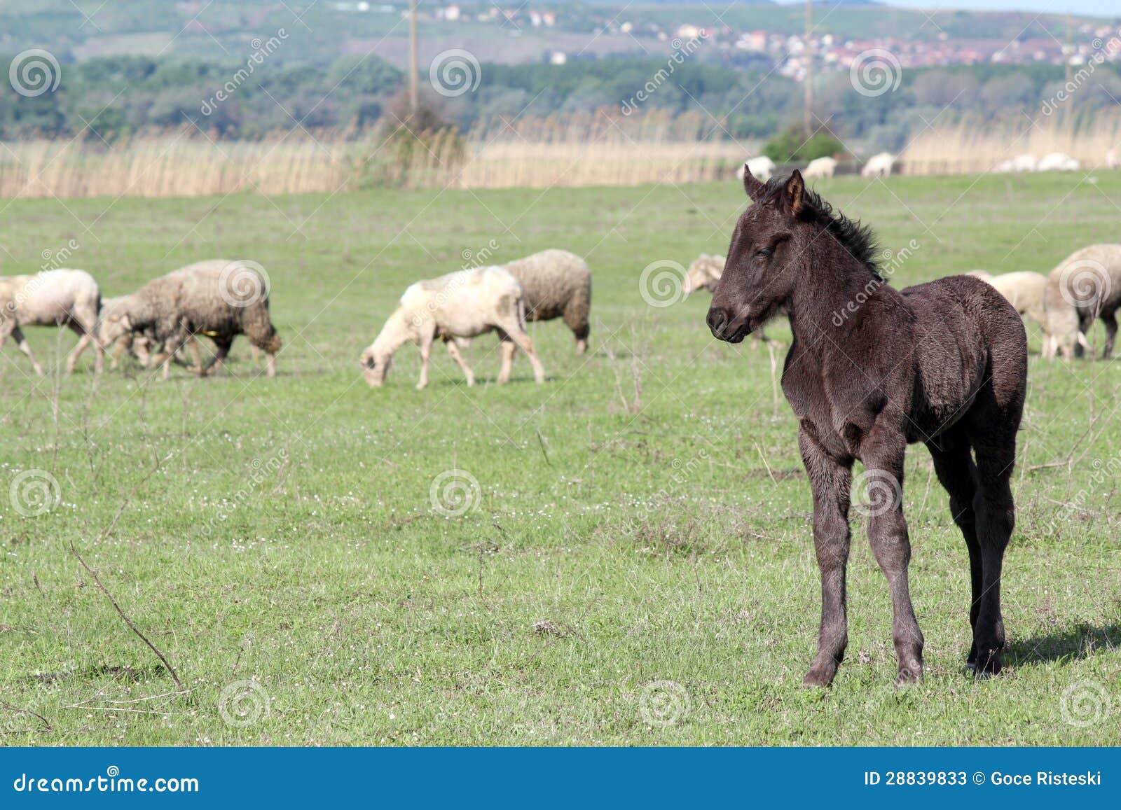 Grey foal on pasture stock image. Image of grass, stand - 28839833
