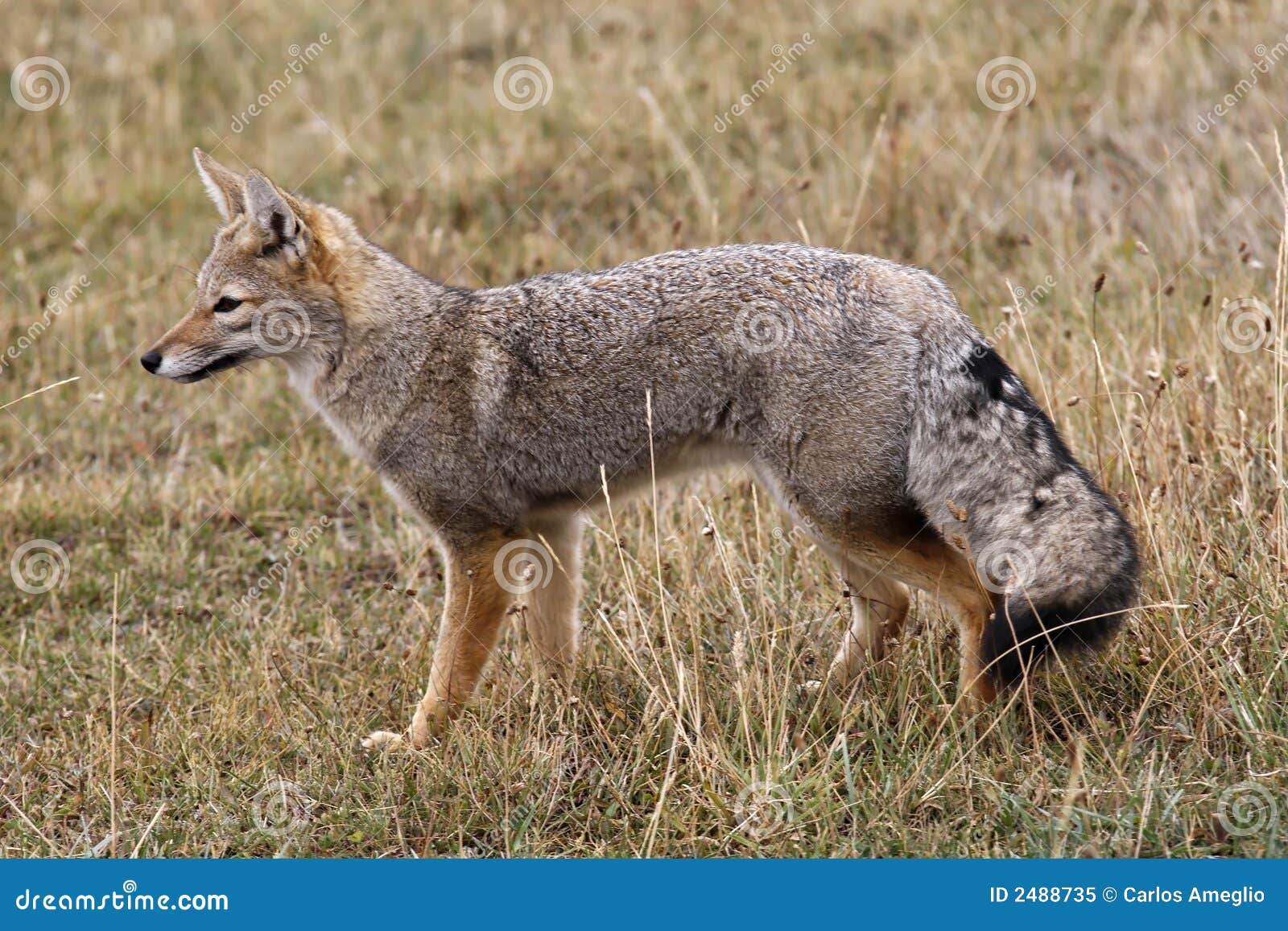 Biggest Fox In The World