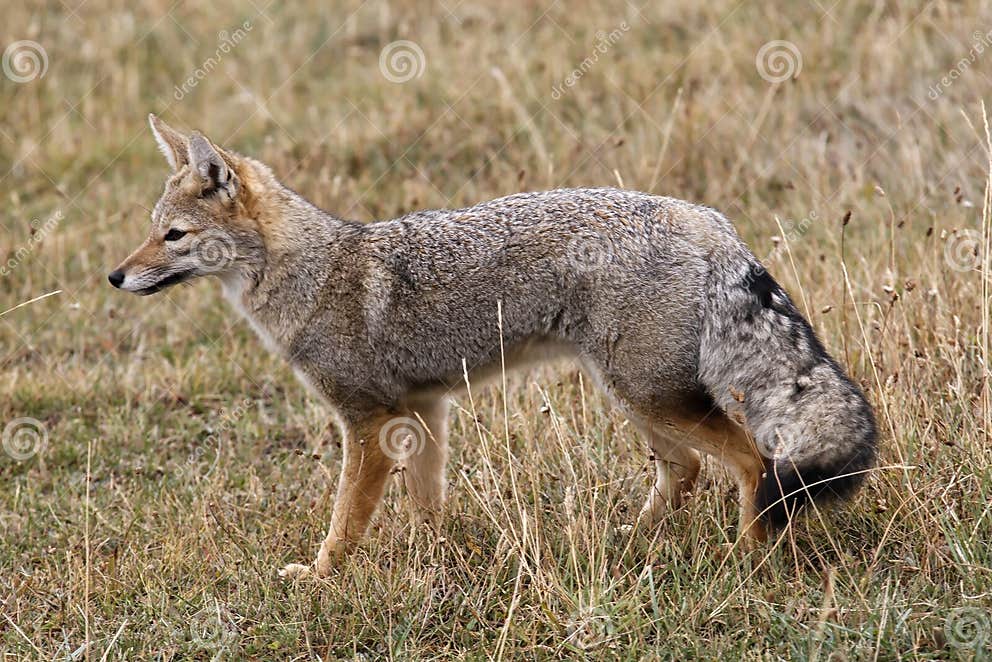 Grey fox stock image. Image of south, wild, mammal, large - 2488735