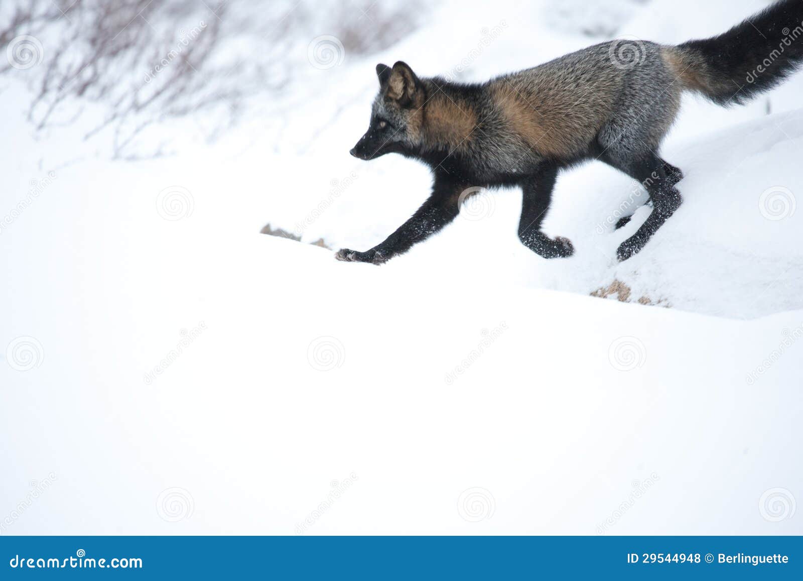 Grey fox stock photo. Image of winter, arctic, grey, animal - 29544948