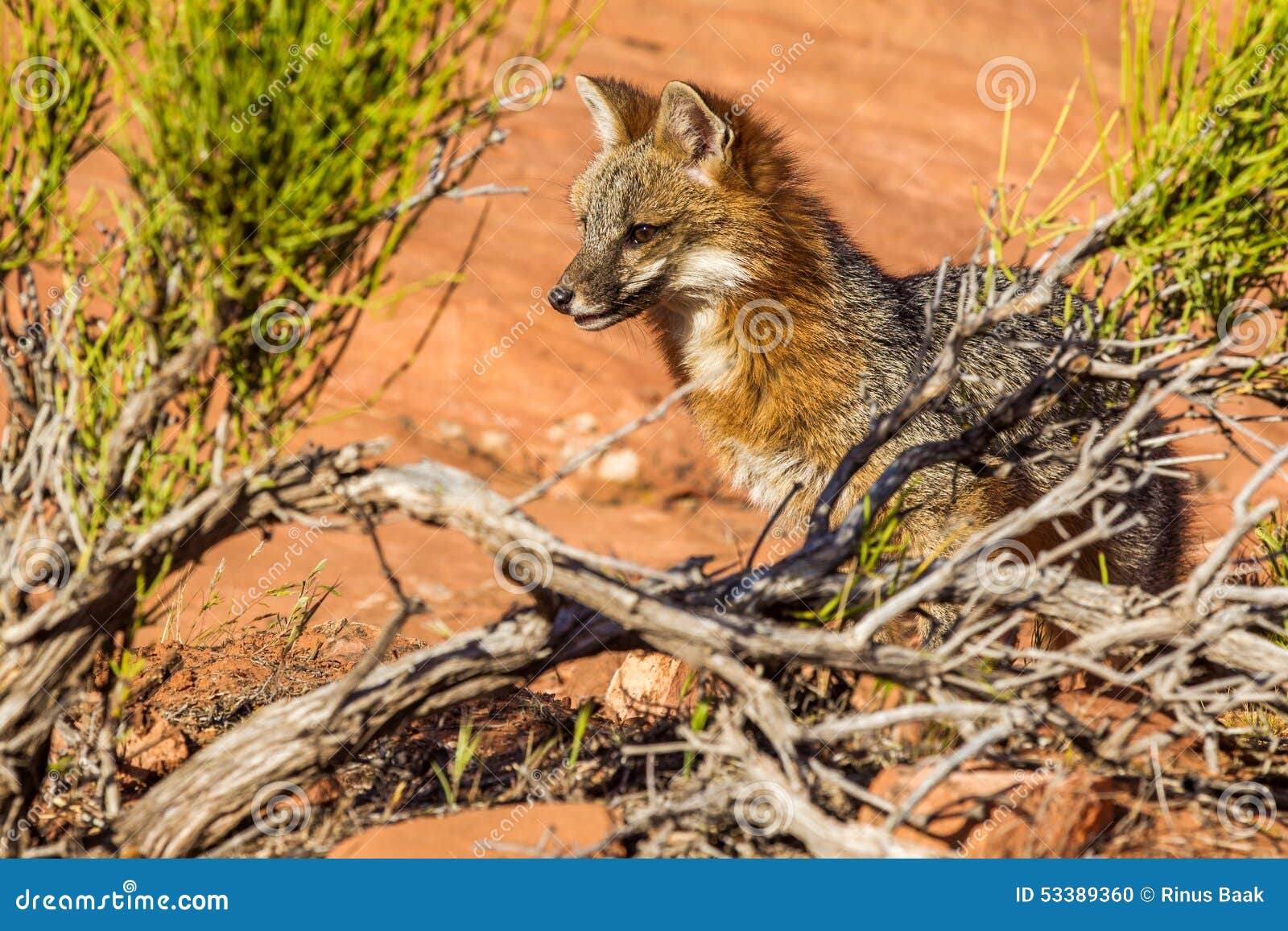 Grey Fox stock photo. Image of wathing, onmovore, grey - 53389360