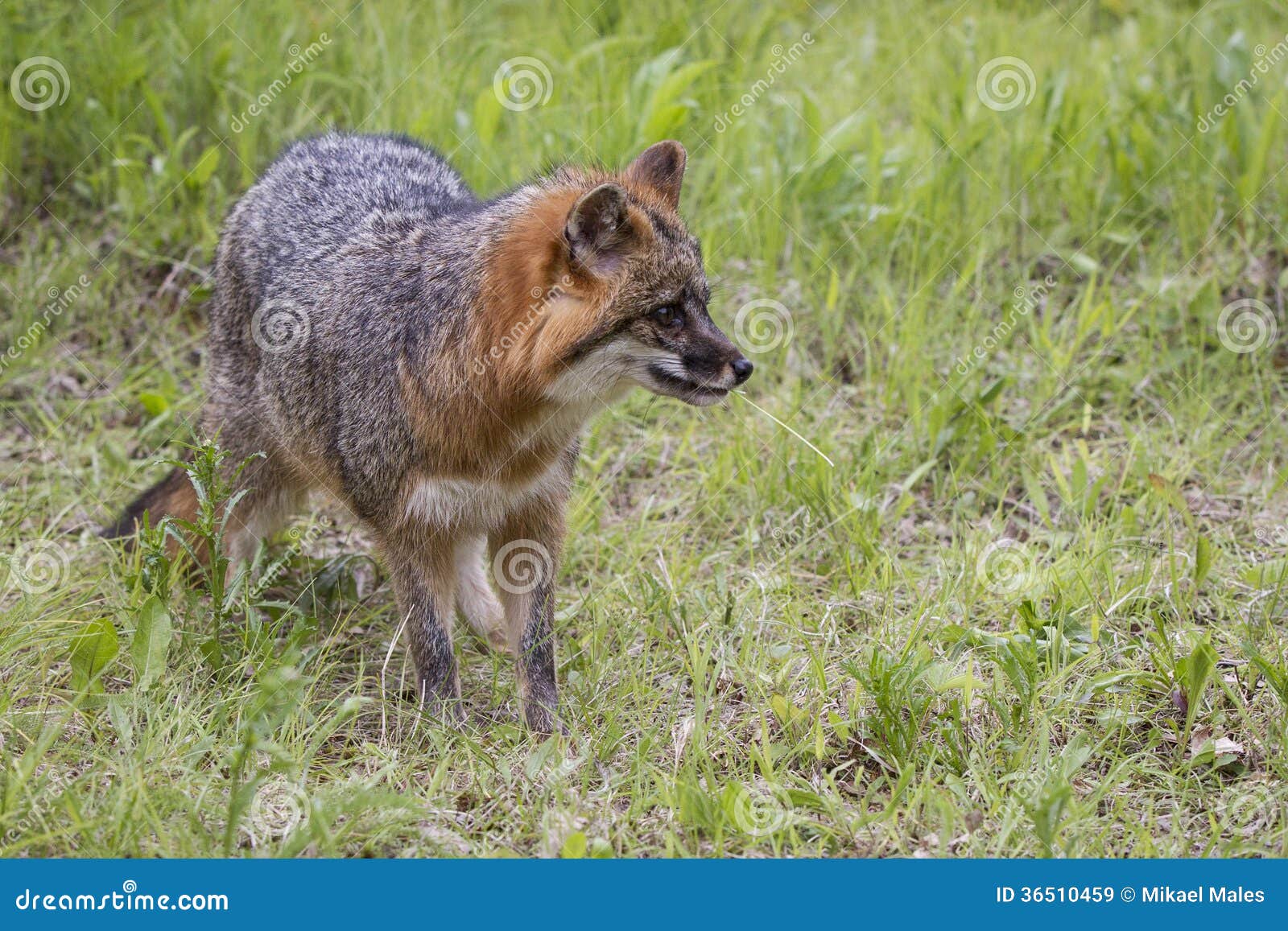 Grey Fox auf Jagd stockbild. Bild von fleischfresser - 36510459