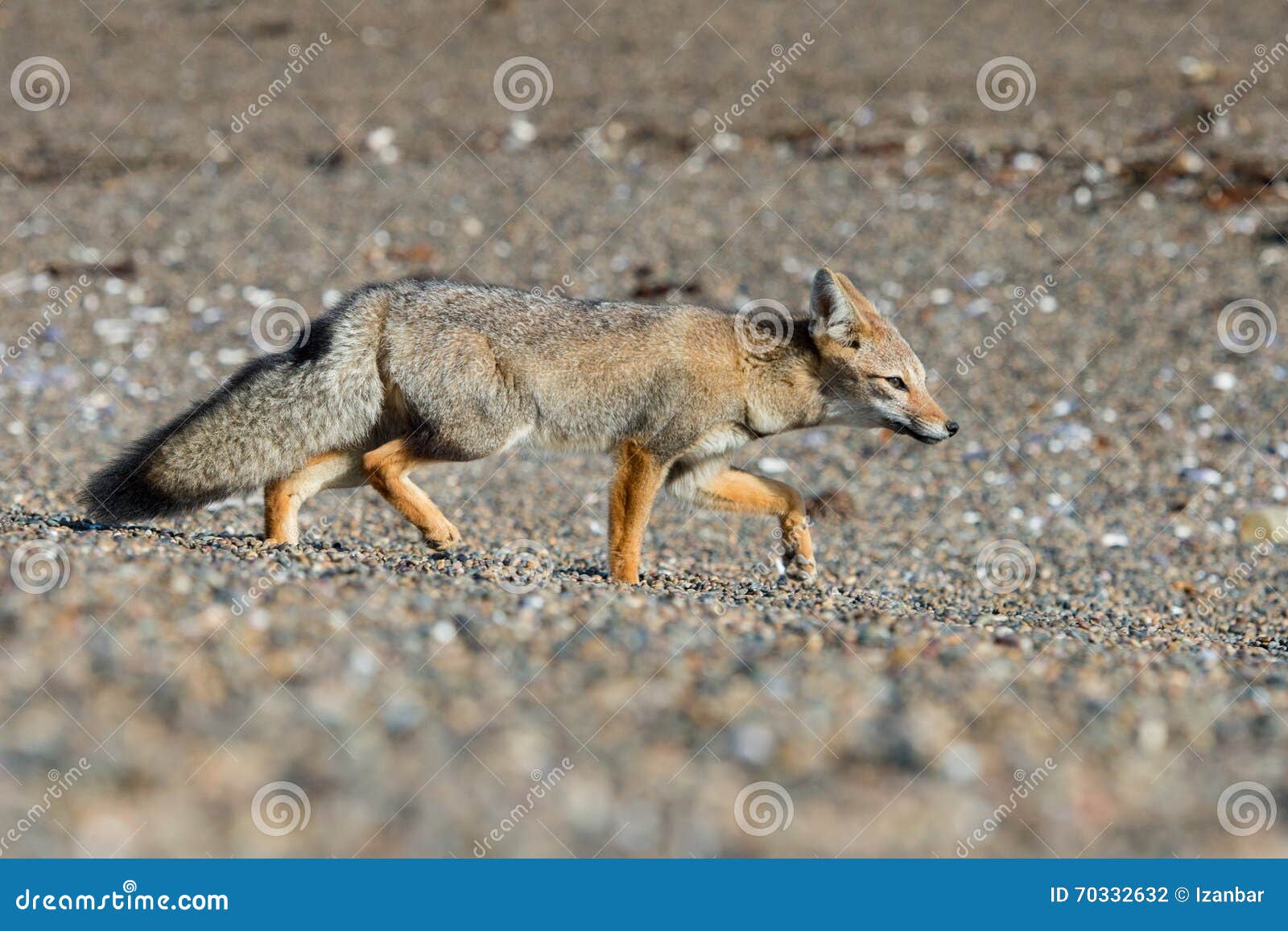 Grey Fox on the Beach while Hunting Stock Photo - Image of canine ...