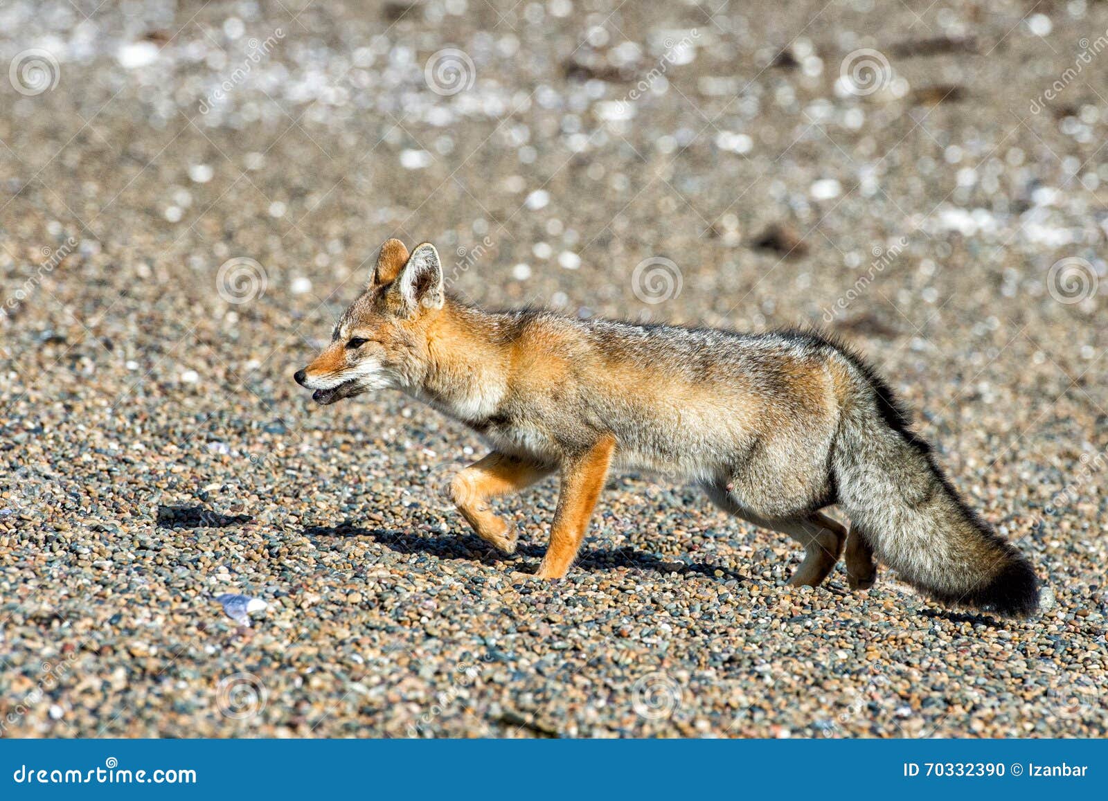 Grey fox on the beach stock photo. Image of hunting, predator - 70332390