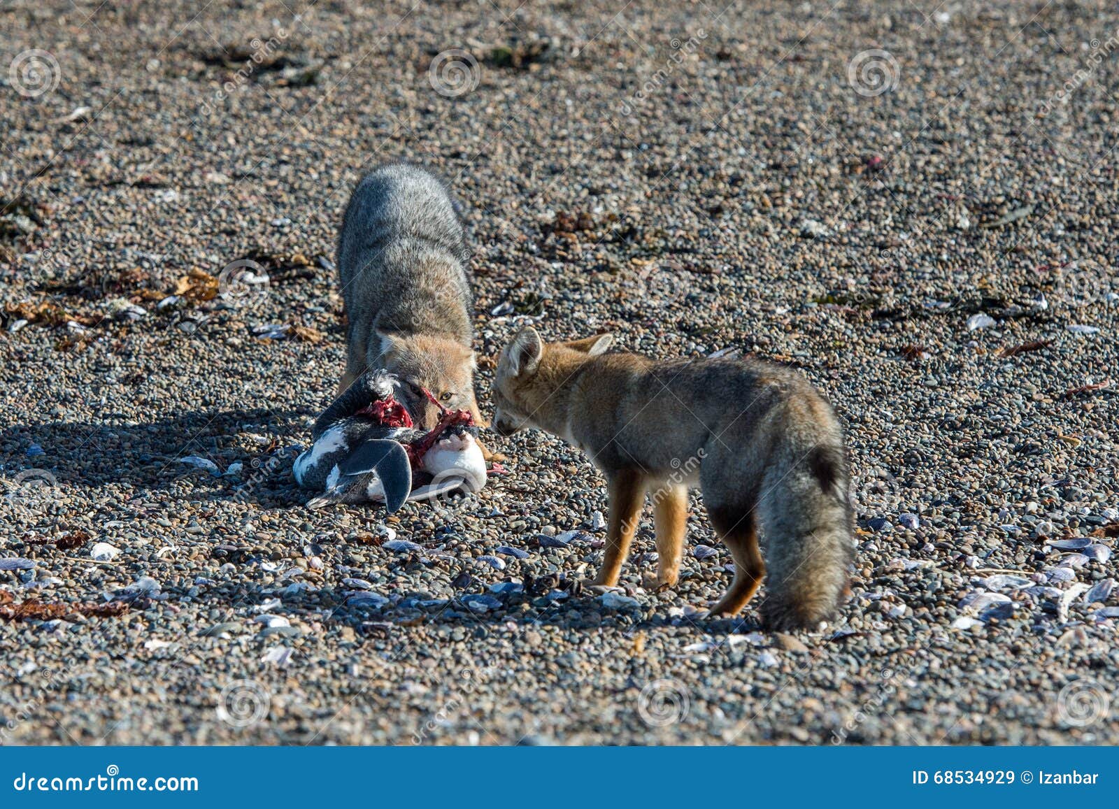 Grey Fox Eating a Penguin on the Beach Stock Image - Image of furry ...