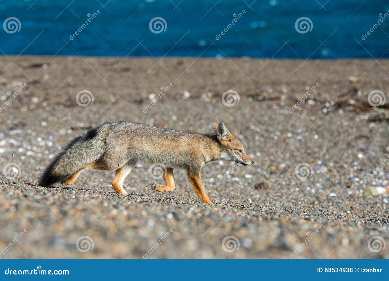 Grey Fox Eating a Penguin on the Beach Stock Photo - Image of outdoors ...
