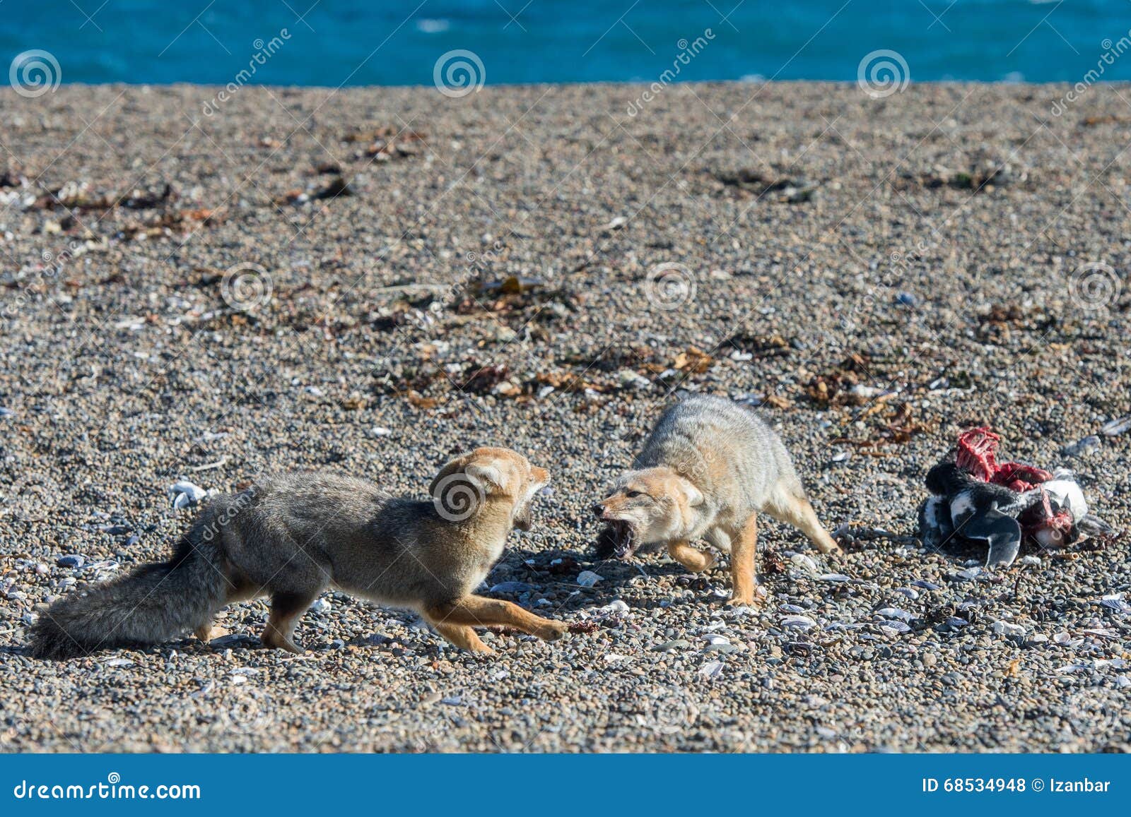 Grey Fox Eating a Penguin on the Beach Stock Photo - Image of america ...
