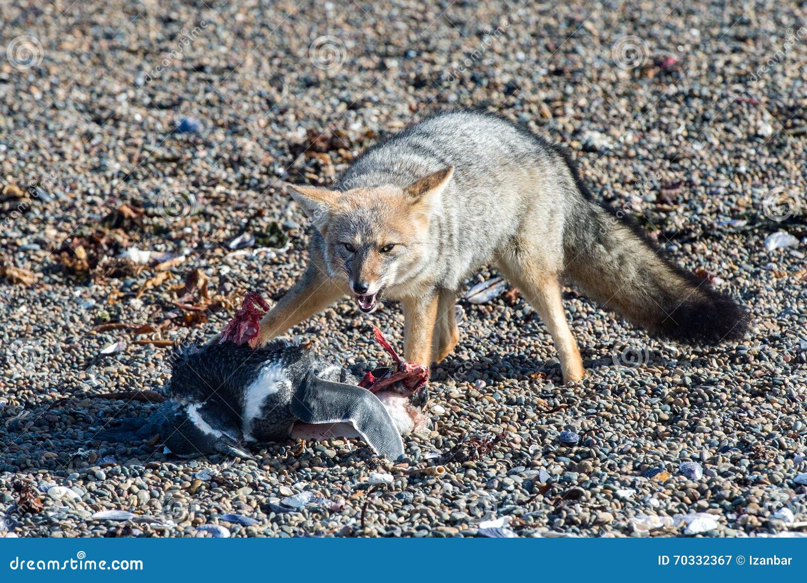 Grey Fox Eating a Penguin on the Beach Stock Image - Image of gray ...
