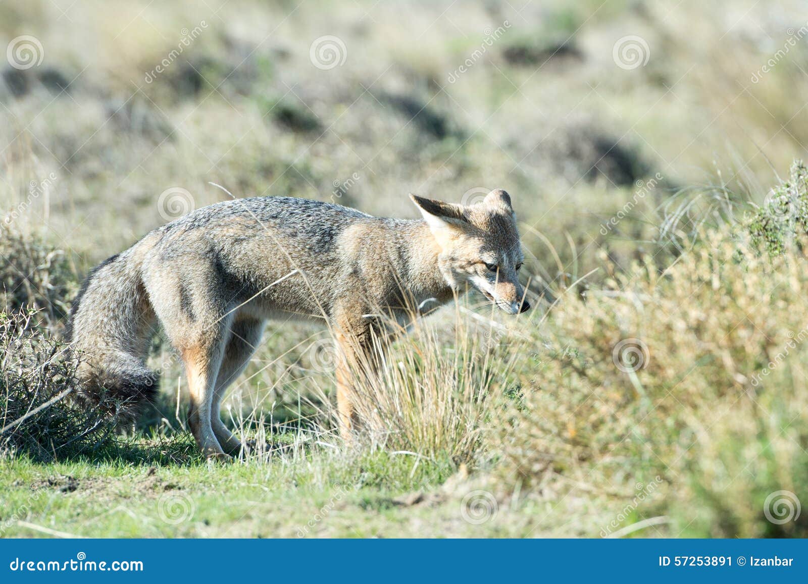 Grey Fox Hunting on the Grass Stock Image - Image of natural ...