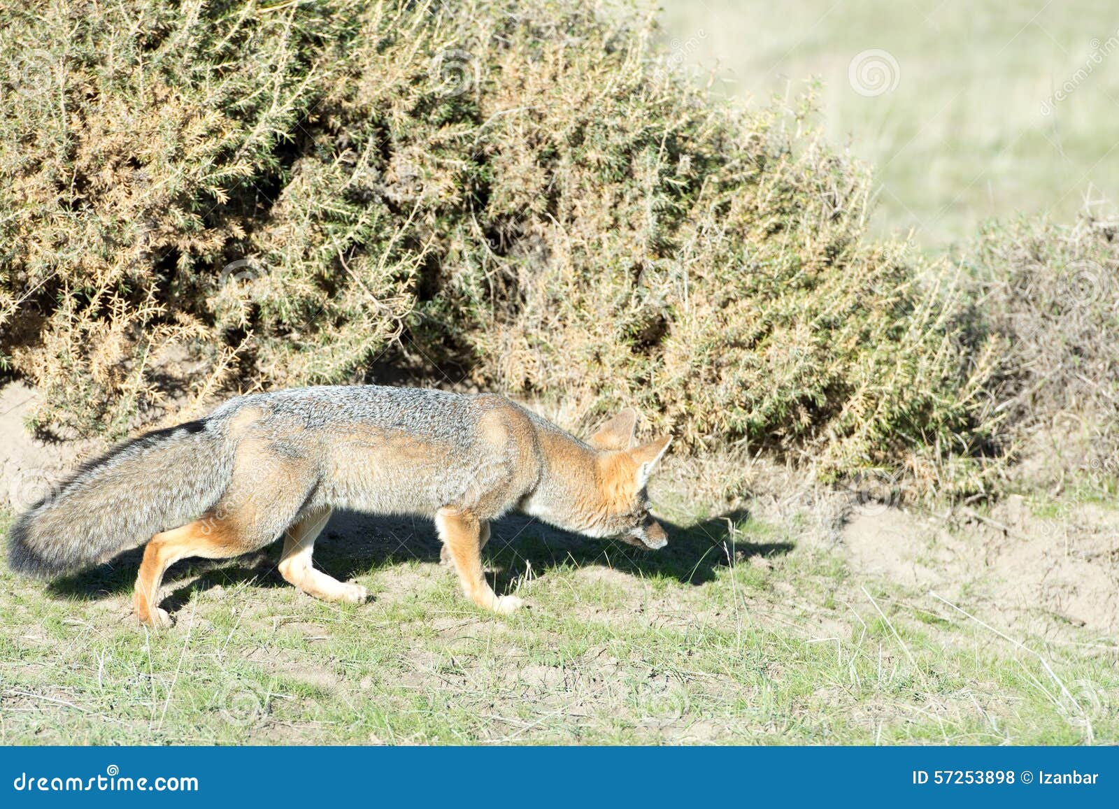 Grey Fox Hunting on the Grass Stock Photo - Image of landscape, gray ...