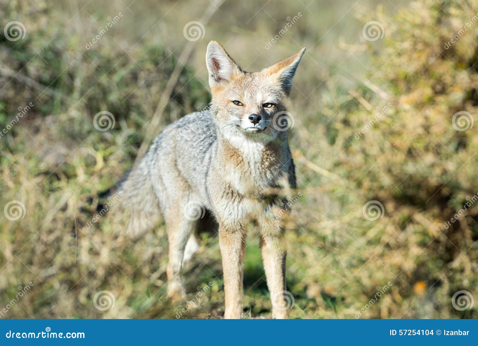 Grey Fox Hunting on the Grass Stock Photo - Image of wildlife, furry ...