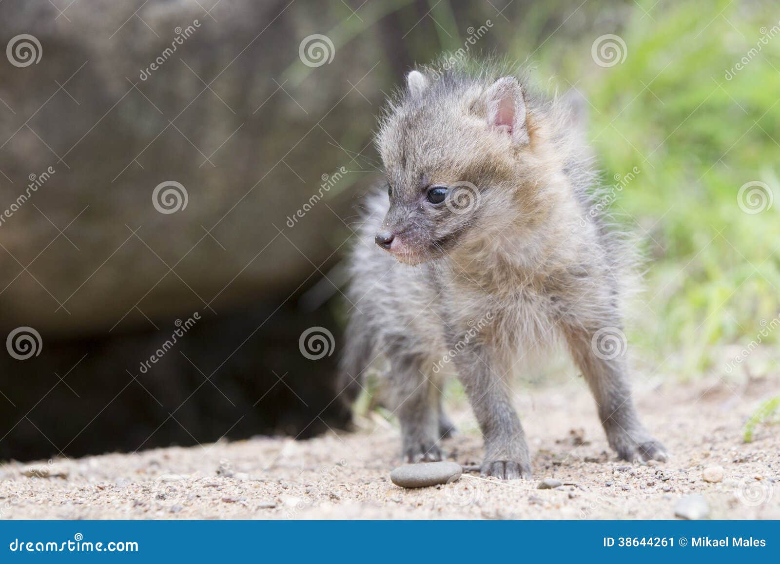 Grey Fox Kit Exploring Out of His Den Stock Image - Image of monogamous ...