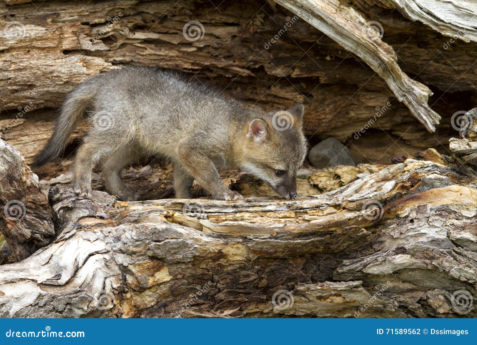 Grey Fox Kit Sheltered in Hollow Log Stock Photo - Image of nature ...