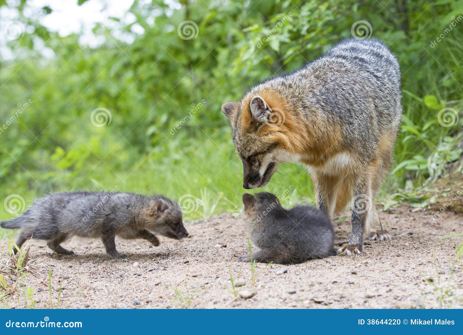 5,585 Grey Fox Stock Photos - Free & Royalty-Free Stock Photos from ...