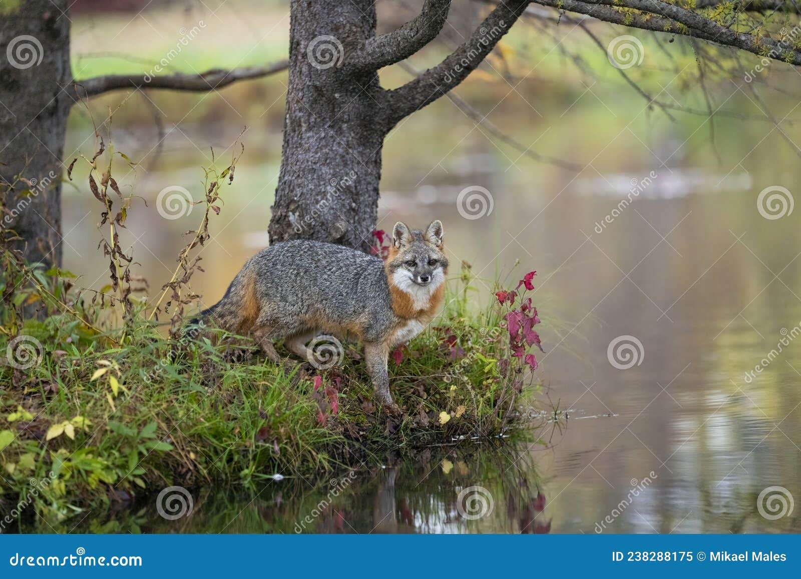 Grey Fox in Landscape Format Stock Image - Image of carnivore, predator ...