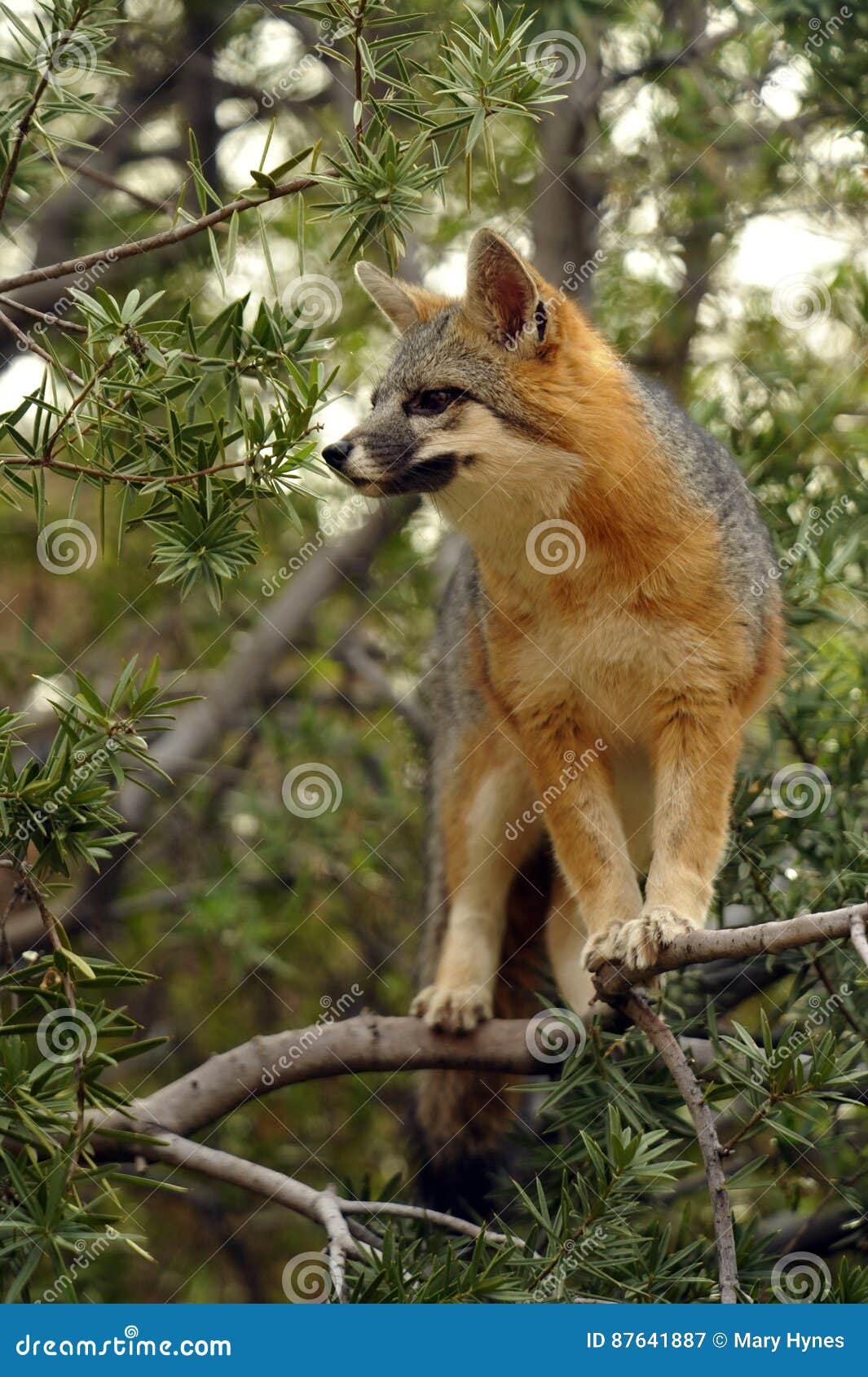 Grey Fox on the Look Out while Standing in a Tree Stock Image - Image ...