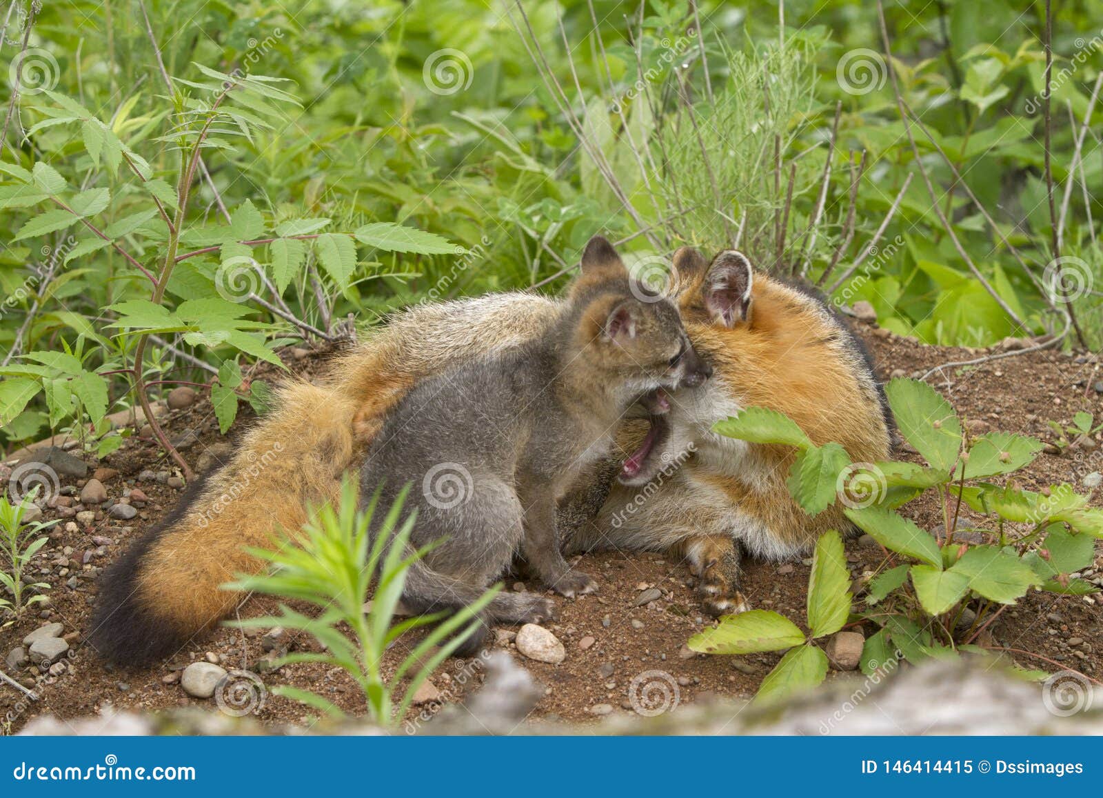 Grey Fox Mom and Baby Showing Affection Stock Image - Image of wildlife ...