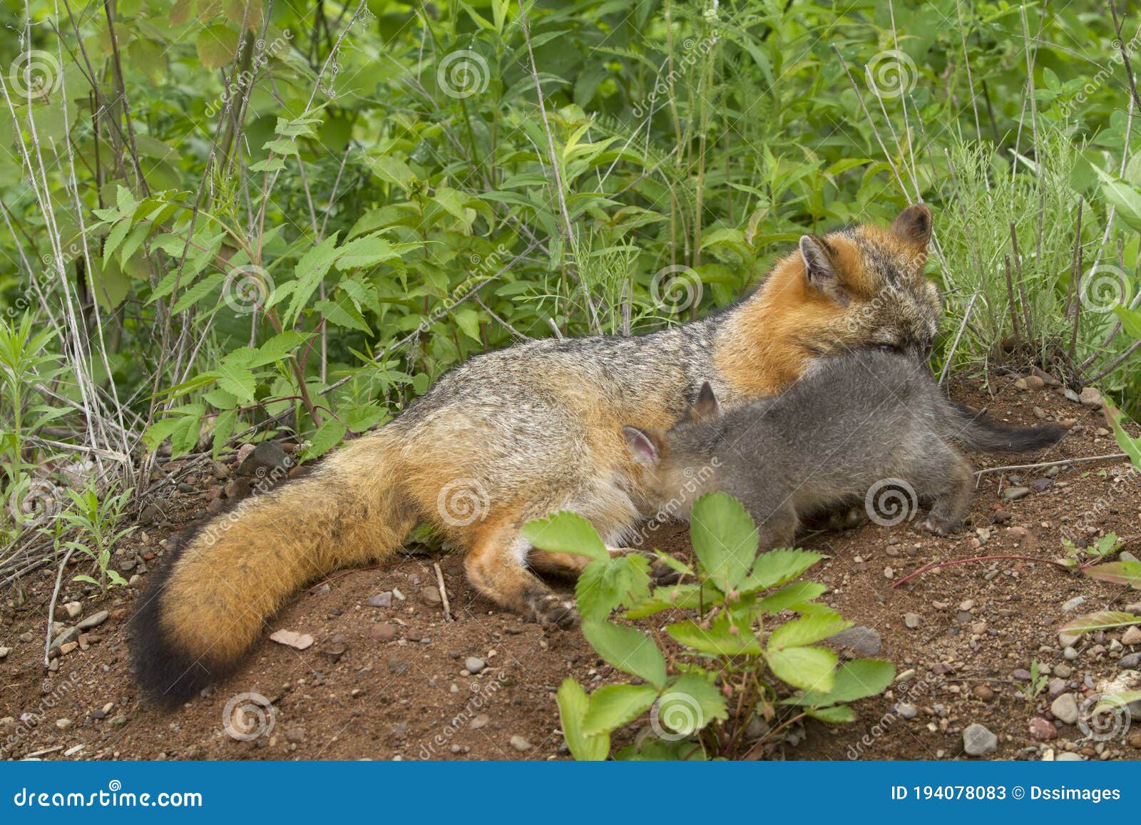 Grey Fox Nursing Her Baby stock image. Image of affection - 194078083