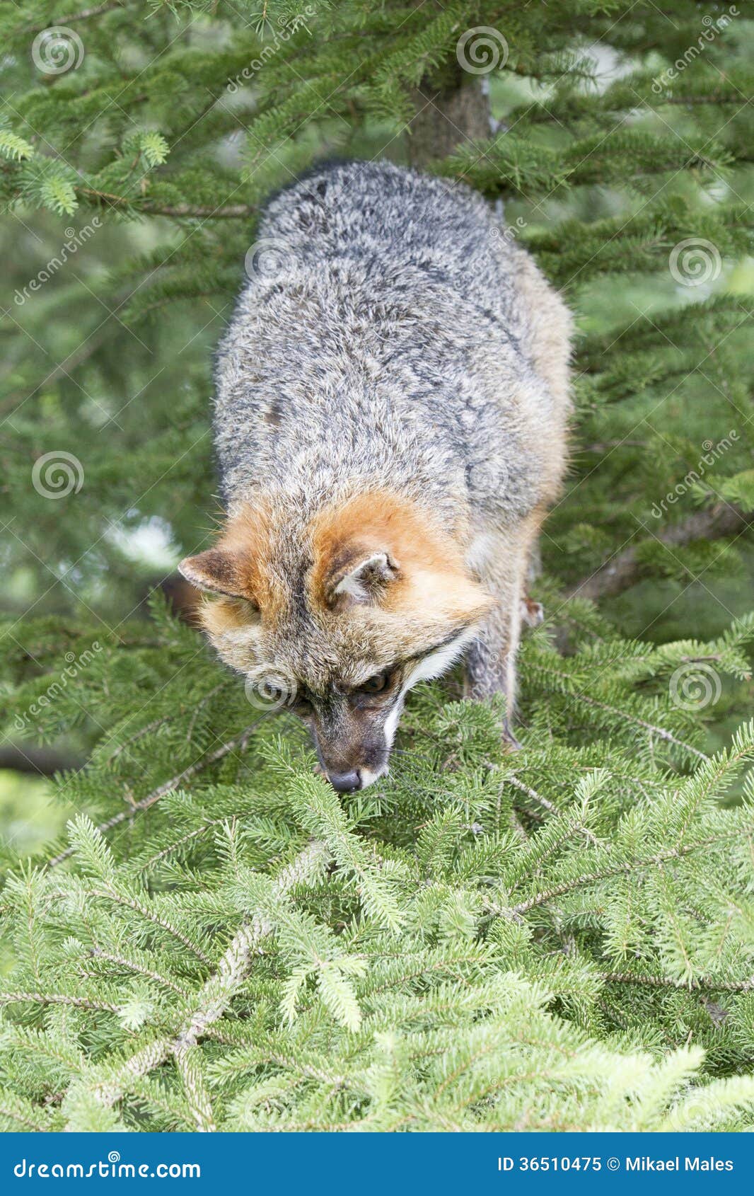 Grey Fox in tree stock image. Image of mammal, cute, animals - 36510475