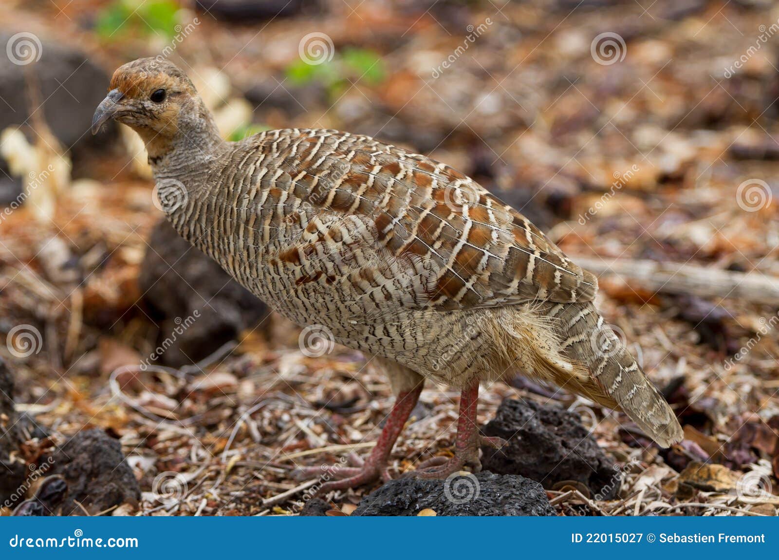 Grey Francolin stock image. Image of francolin, orange - 22015027