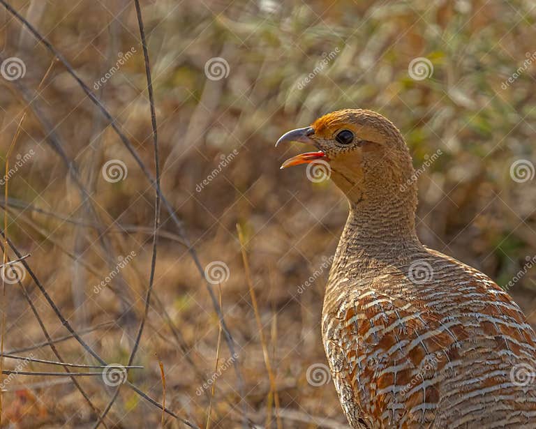 A Grey Francolin stock image. Image of gujarat, india - 286682663