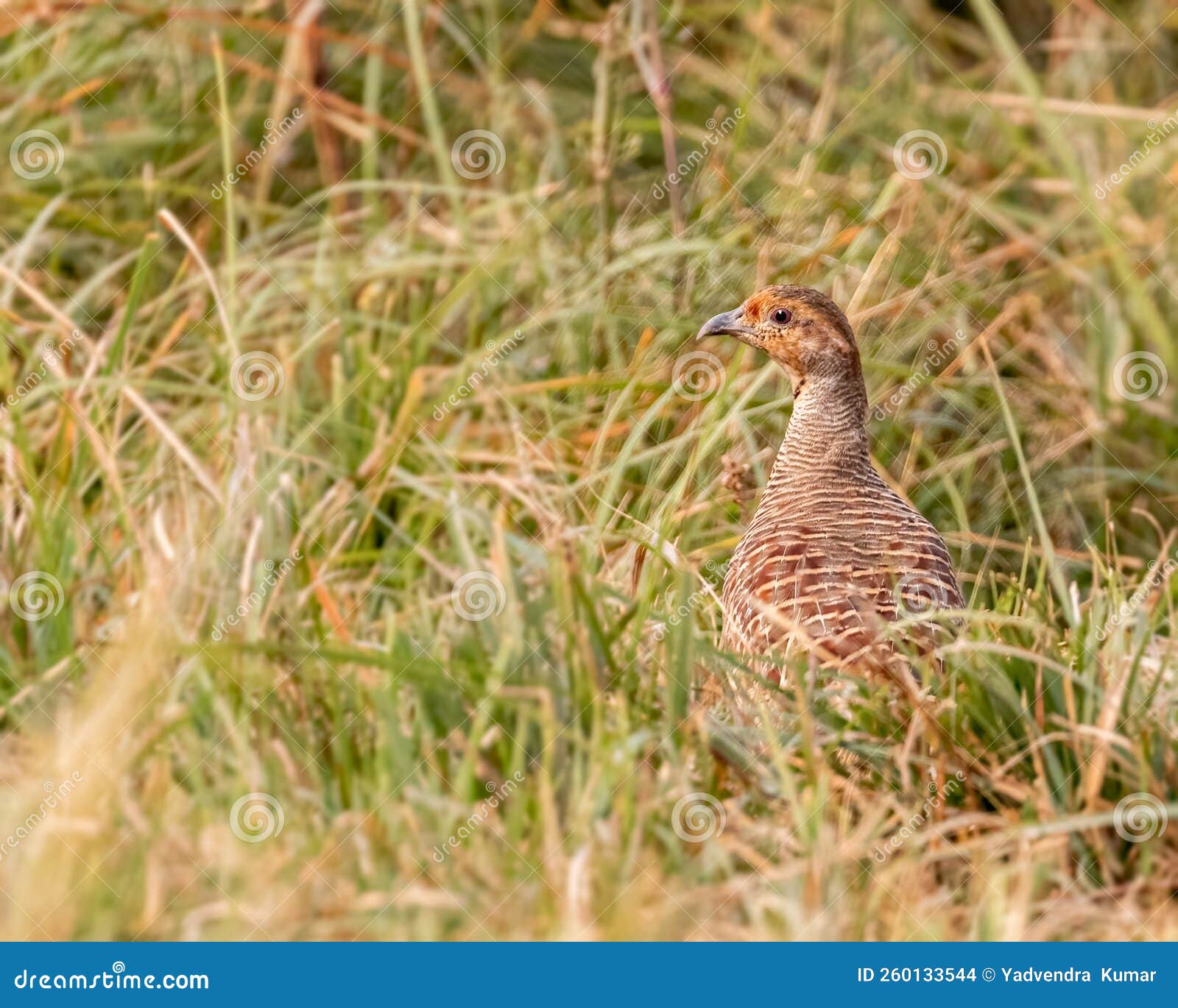 Grey Francolin in the Forest Stock Photo - Image of beautiful, scrub ...