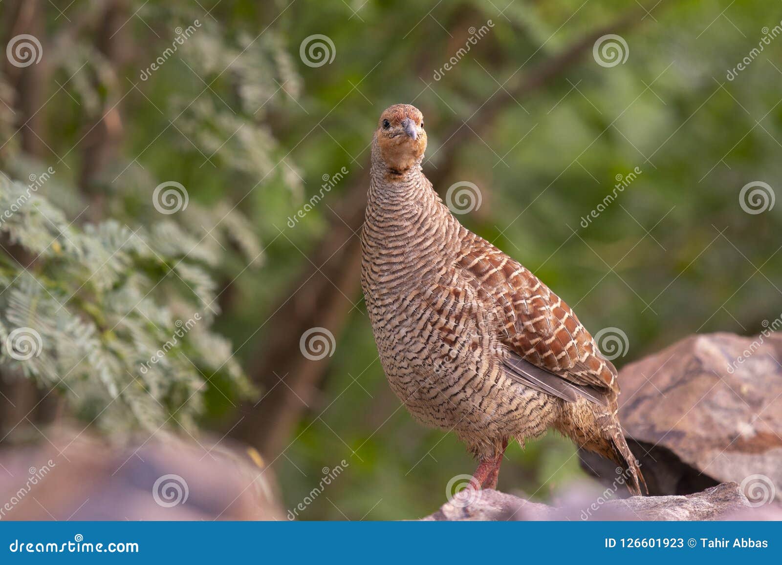 Grey Francolin in the Morning Stock Image - Image of close, brown ...
