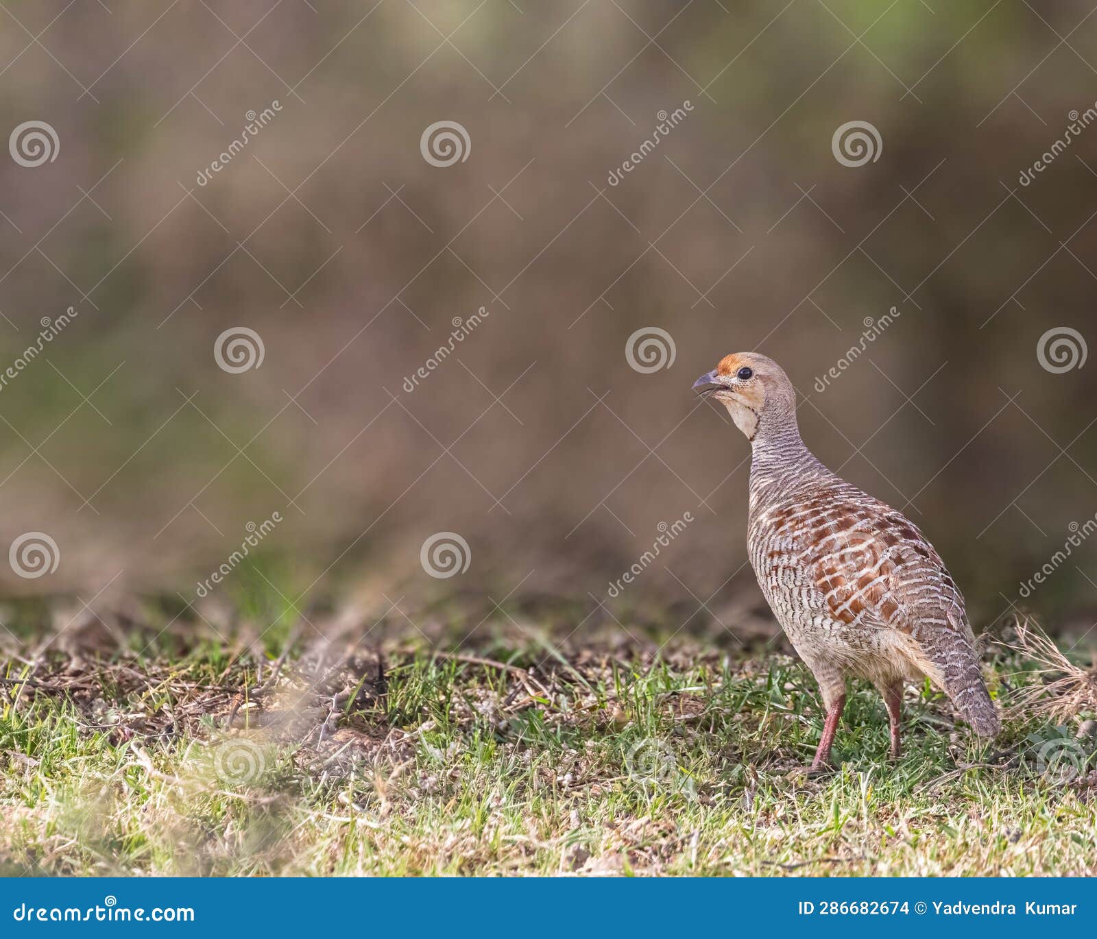 A Grey Francolin stock photo. Image of gujarat, partridge - 286682674