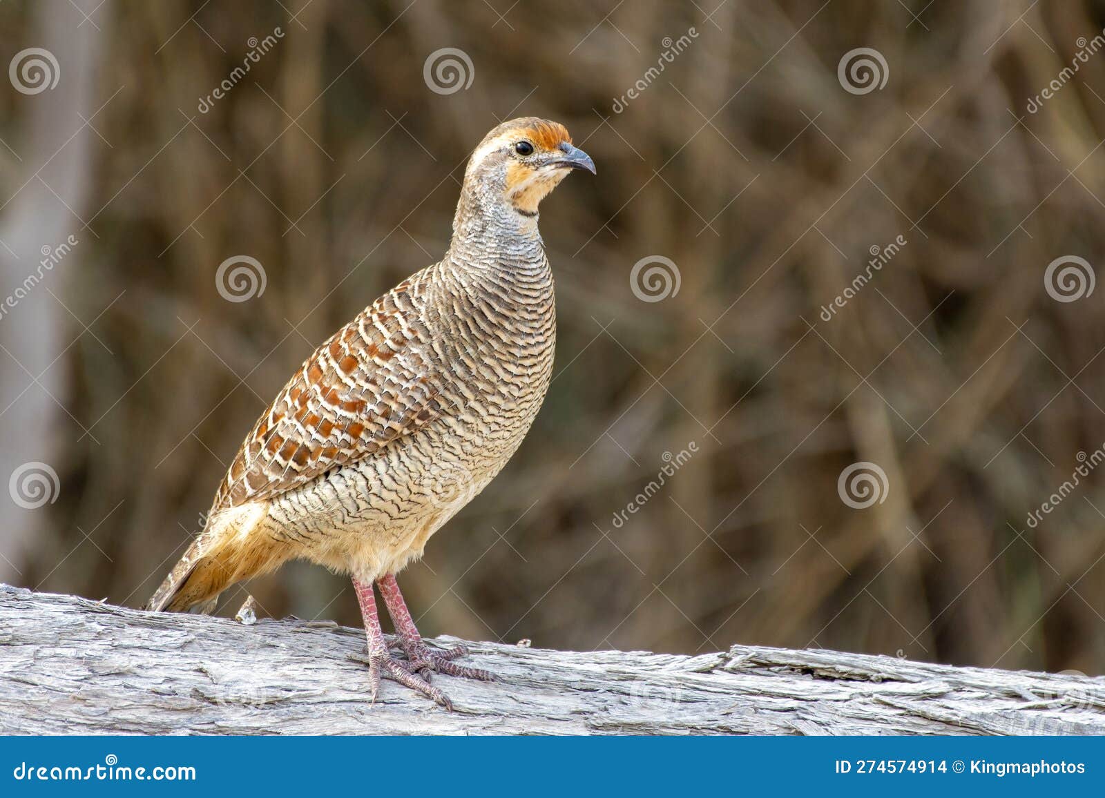 A Grey Francolin (Ortygornis Pondicerianus) in the Desert Stock Photo ...