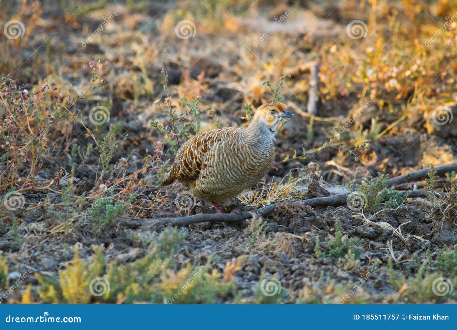 Grey Francolins or Partridge Birds Stock Image - Image of lizard ...