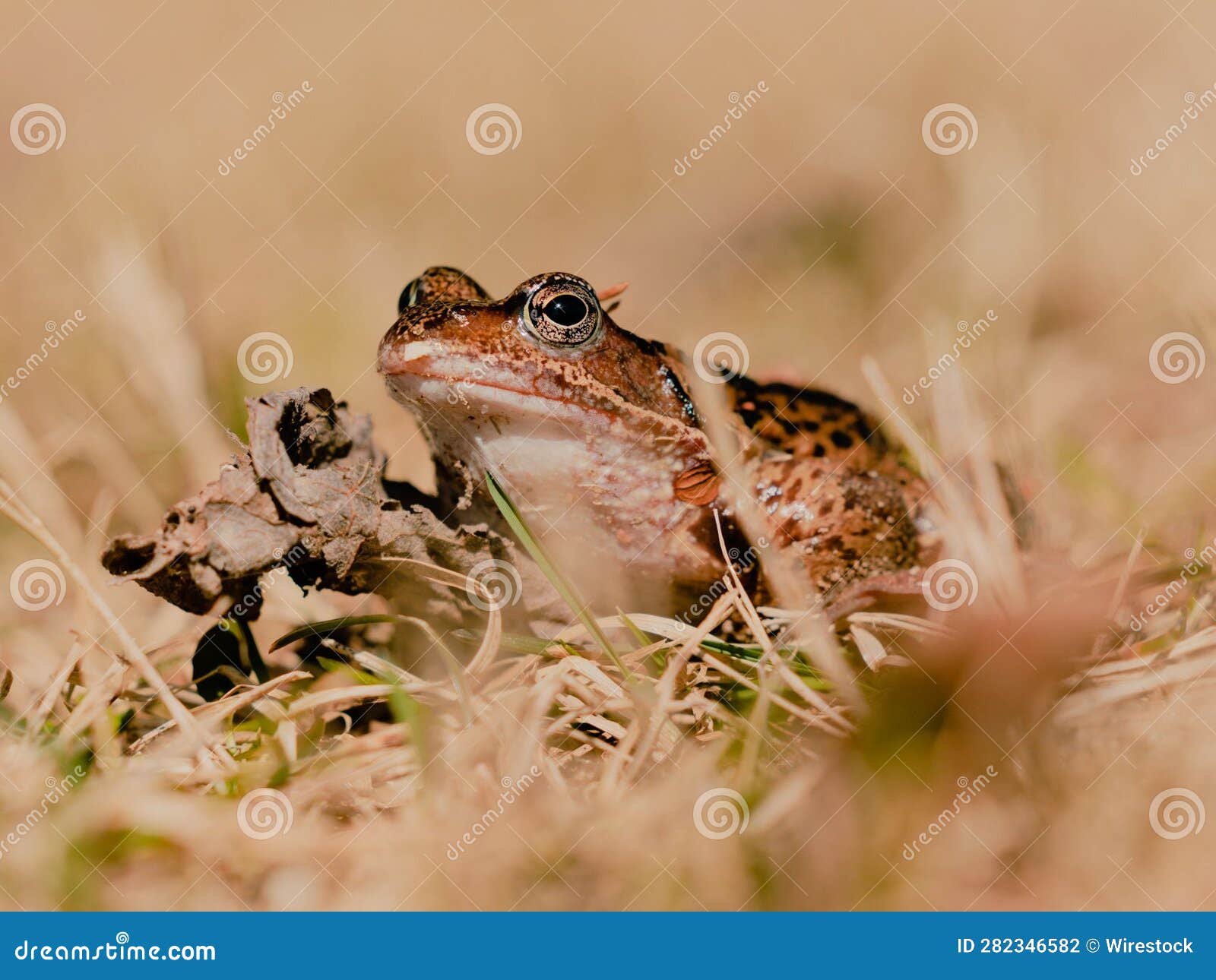 Grey Frog on the Grass Attentively Surveying the Ground Stock Photo ...