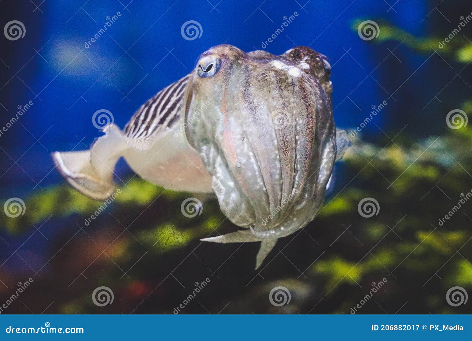 Grey Fugu Fish - Front View Stock Image - Image of marine, focus: 206882017