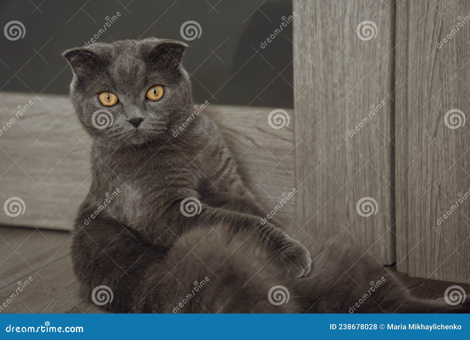 Grey funny cat. stock photo. Image of portrait, kitty - 238678028