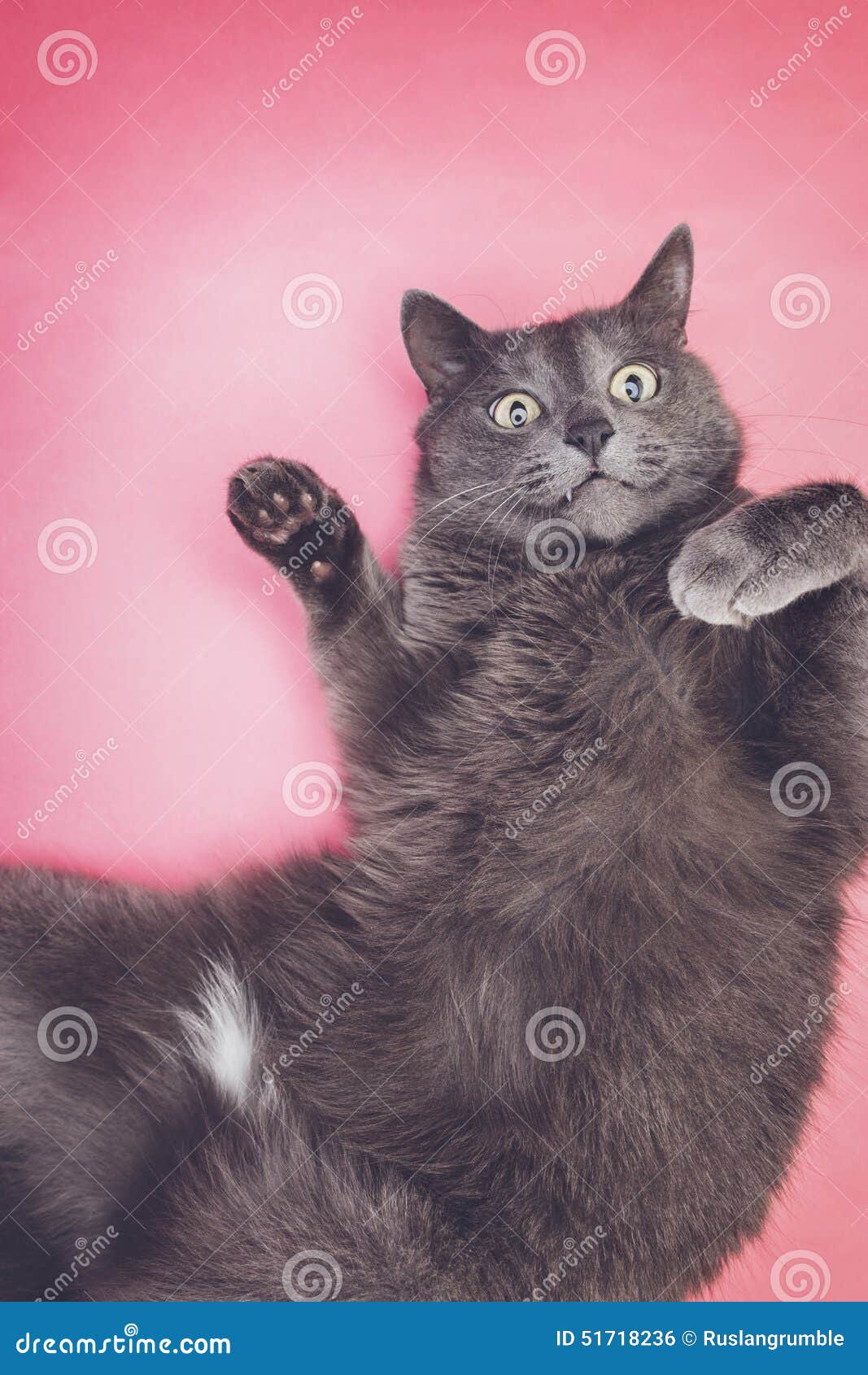 Grey funny cat posing stock photo. Image of kitten, furry - 51718236