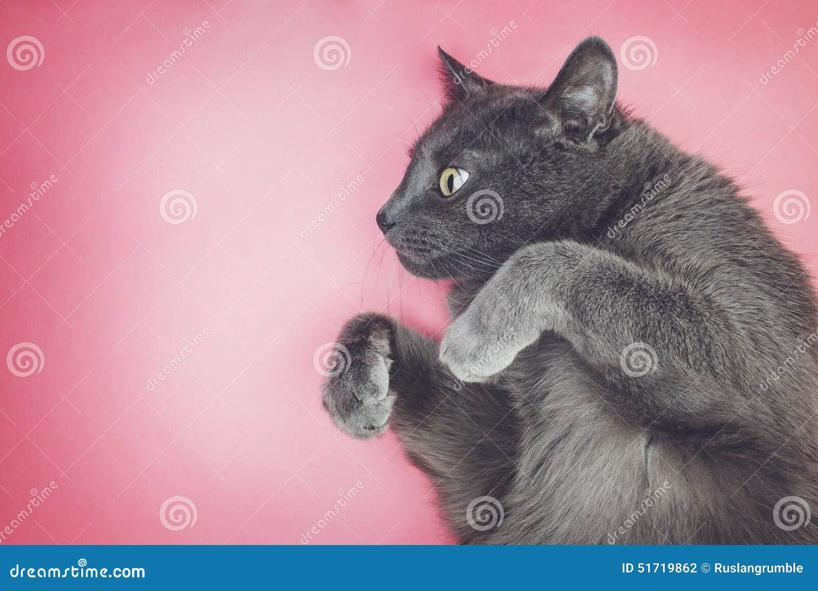 Grey funny cat posing stock photo. Image of posture, adorable - 51719862