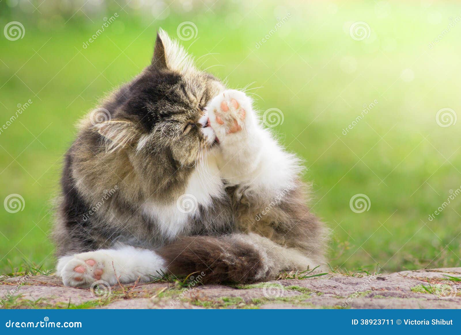 Grey Furry Cat Cleaned Outdoors in Green Garden Stock Image - Image of ...