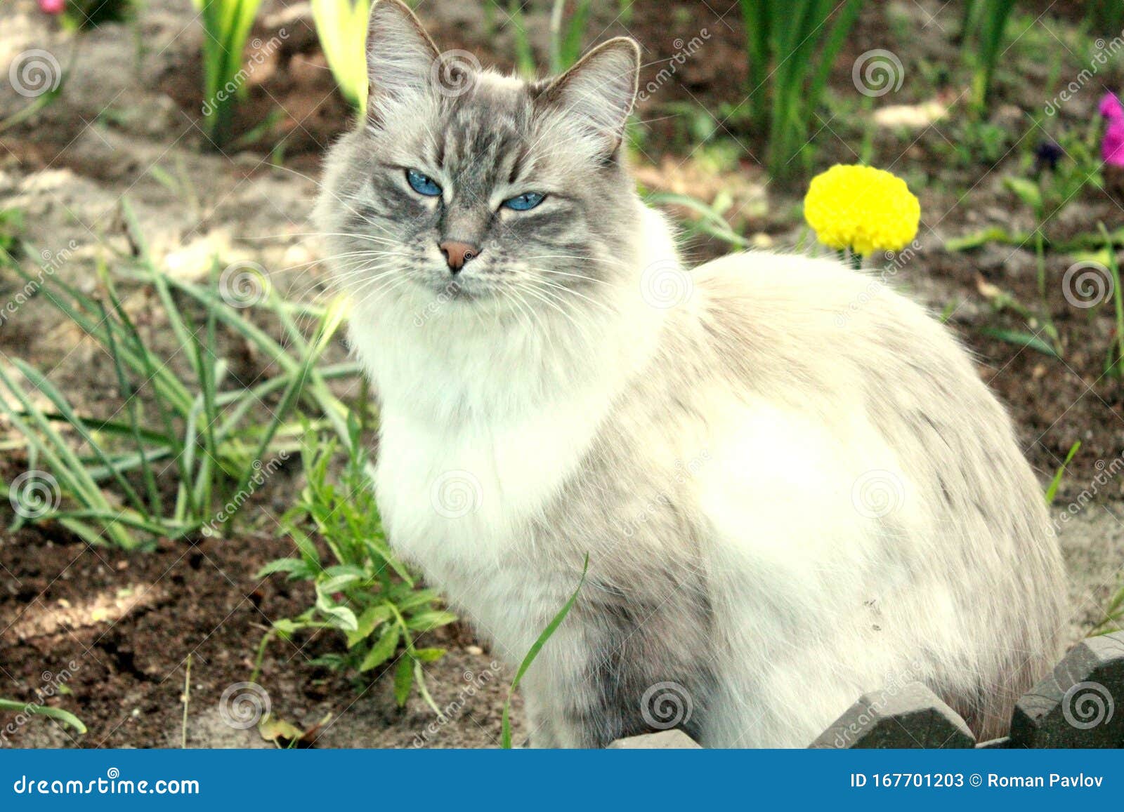 Grey Furry Cat on the Lawn in the Garden Stock Image - Image of ...