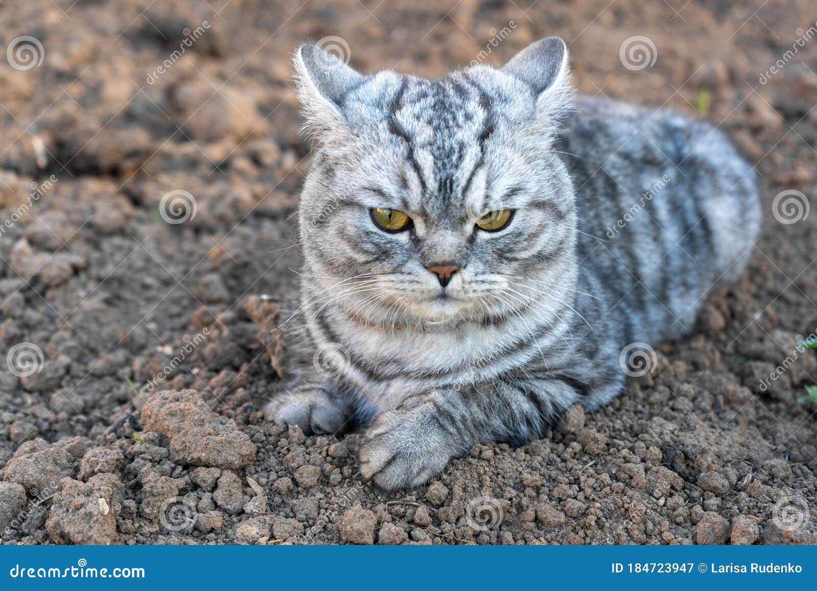 A Grey Furry Cat with a Serious Look is Sitting on the Ground Stock ...