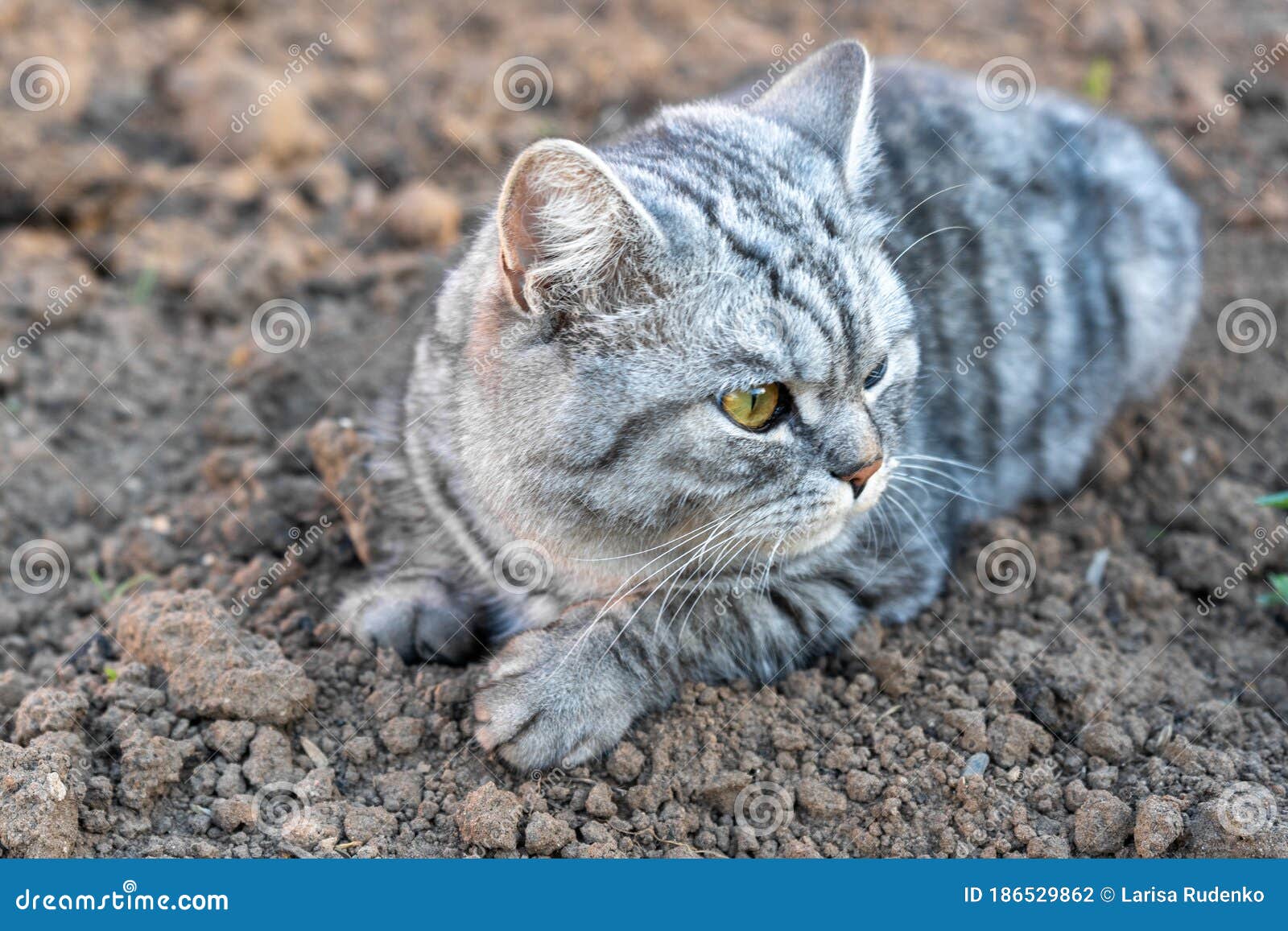 A Grey Furry Cat with a Serious Look is Sitting on the Ground Stock ...
