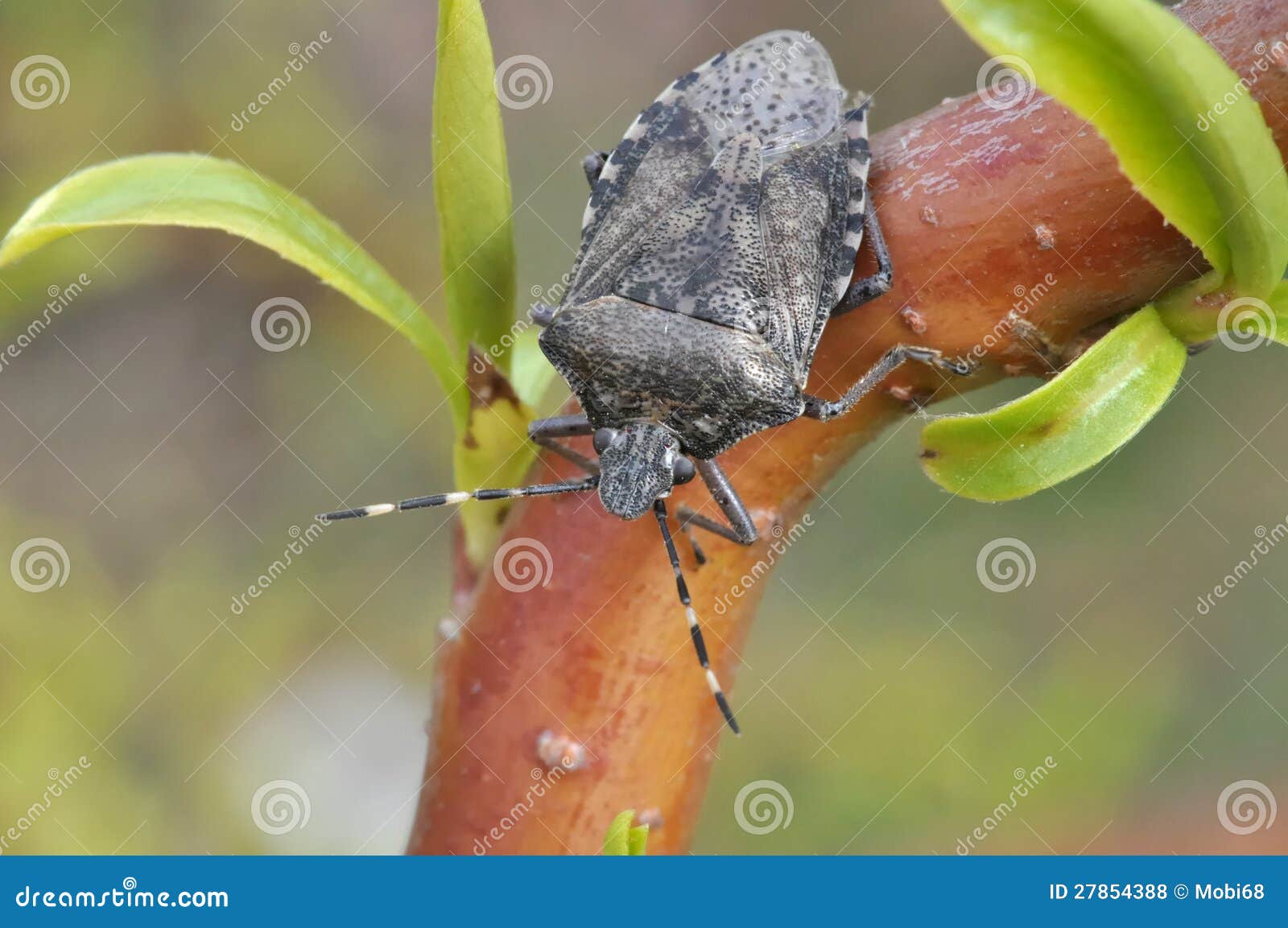 Grey Garden Bug stock photo. Image of close, diurnal - 27854388