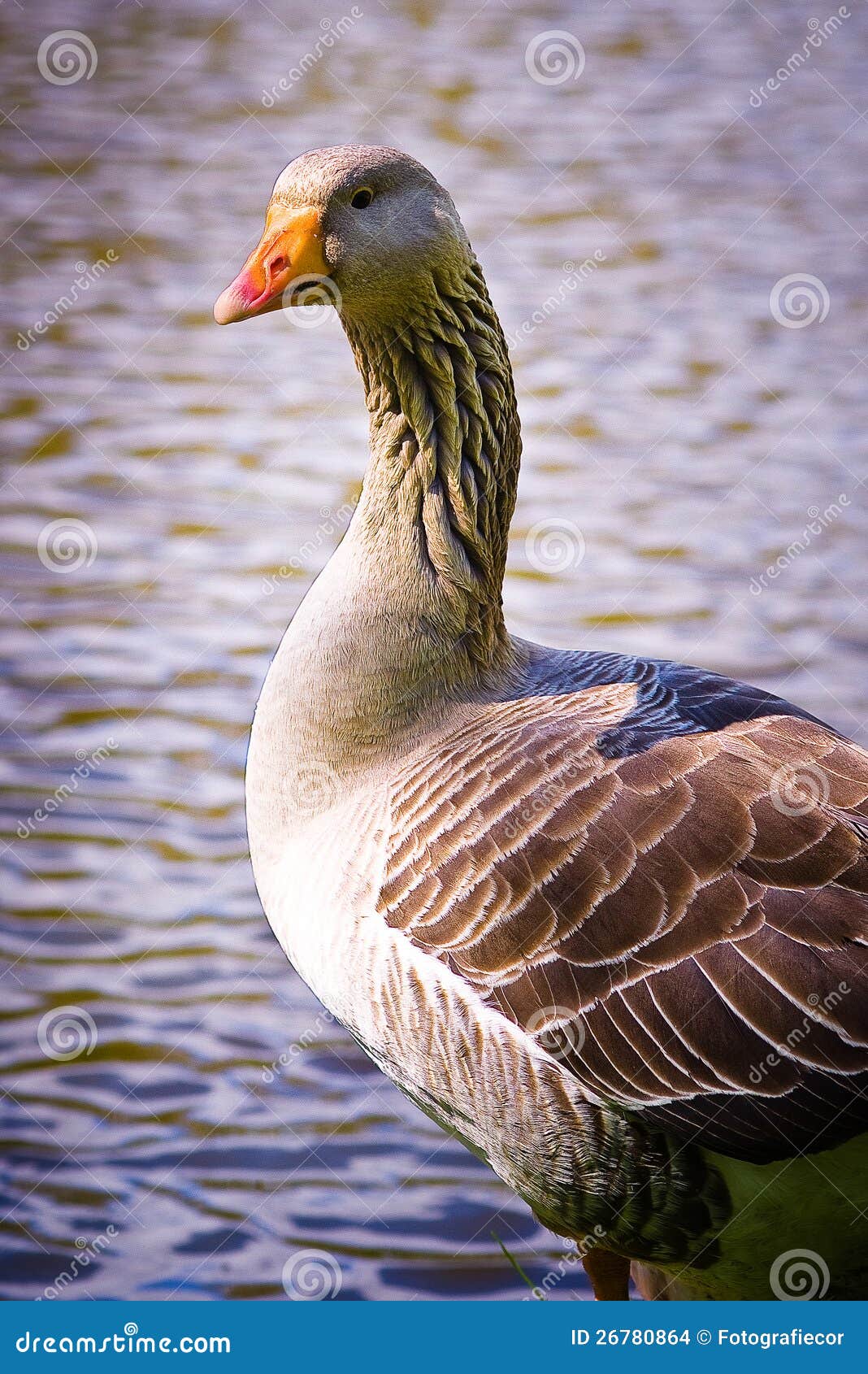 Grey Geese stock photo. Image of environment, blue, domesticated - 26780864