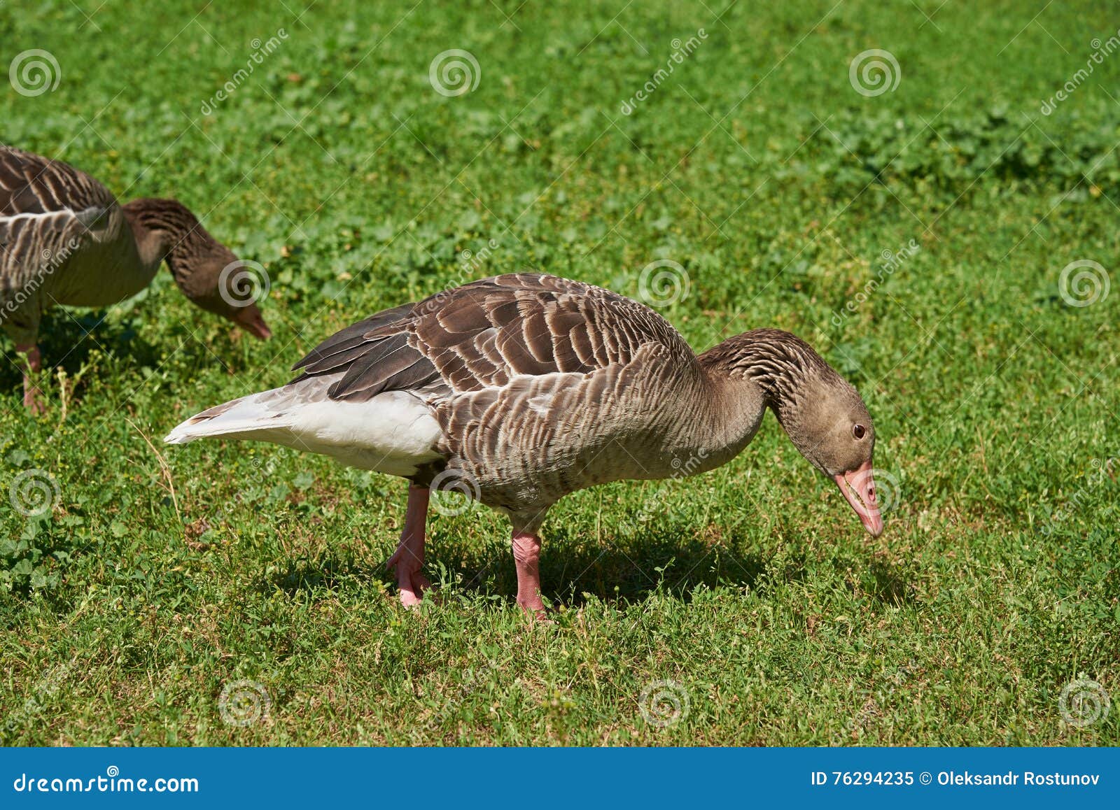 Grey geese graze stock image. Image of green, eating - 76294235