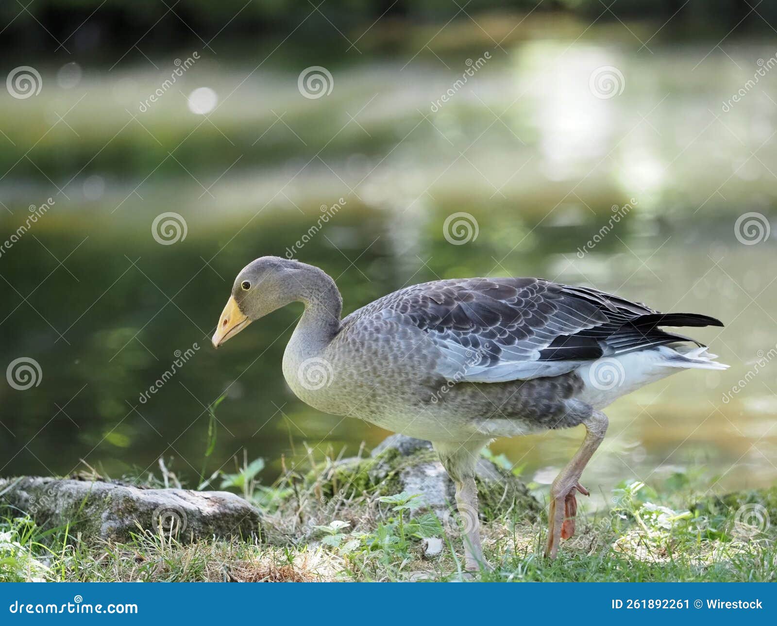Grey Geese Walking Near the Lake Stock Image - Image of portrait, water ...